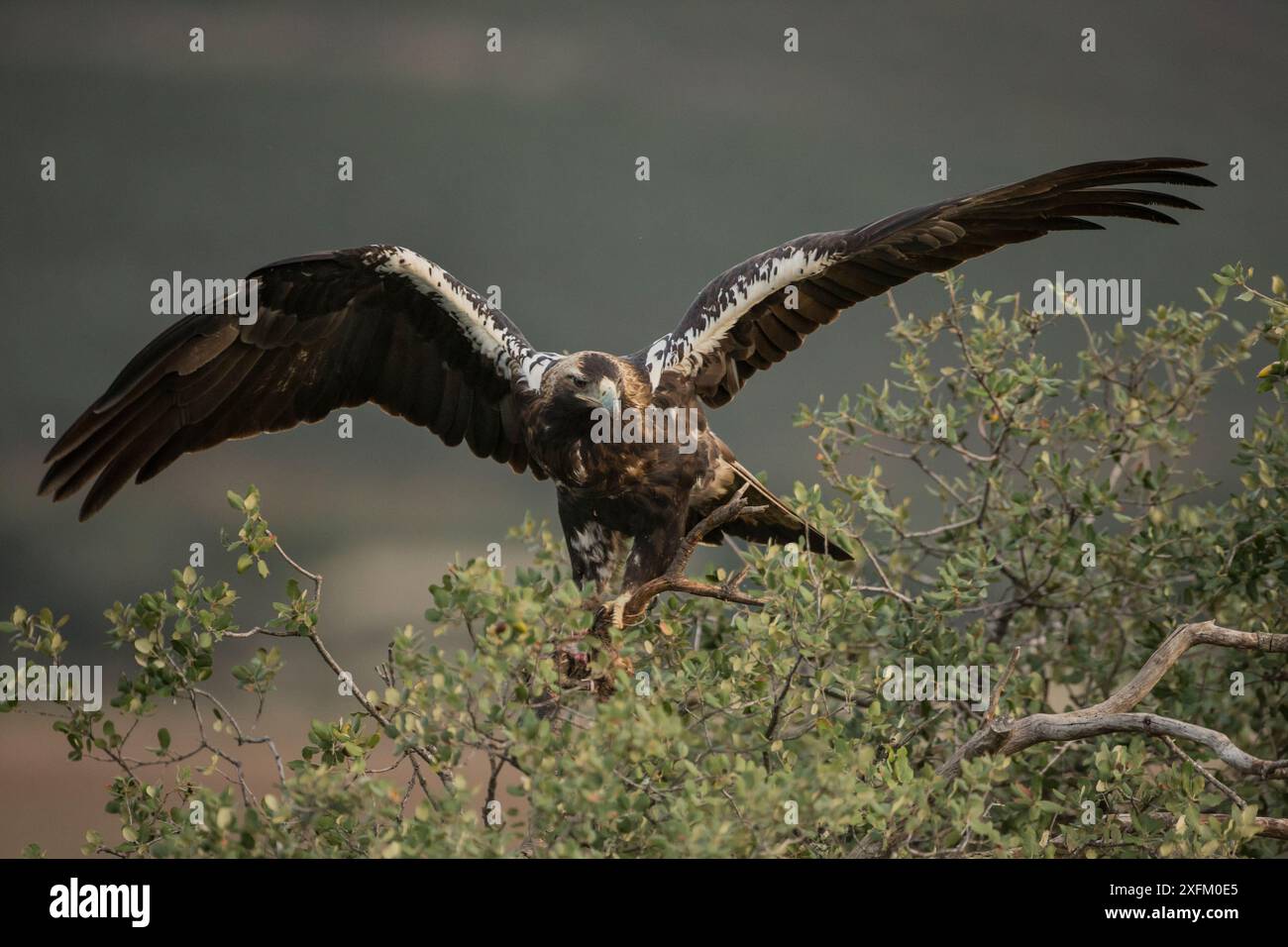 Spanish imperial eagle (Aquila adalberti), Extremadura, Spain October ...