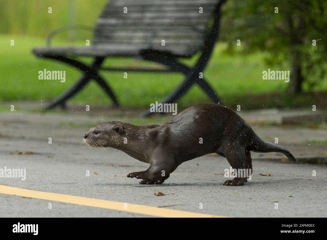 Smooth coated otter (Lutrogale perspicillate) shaking off water on road ...