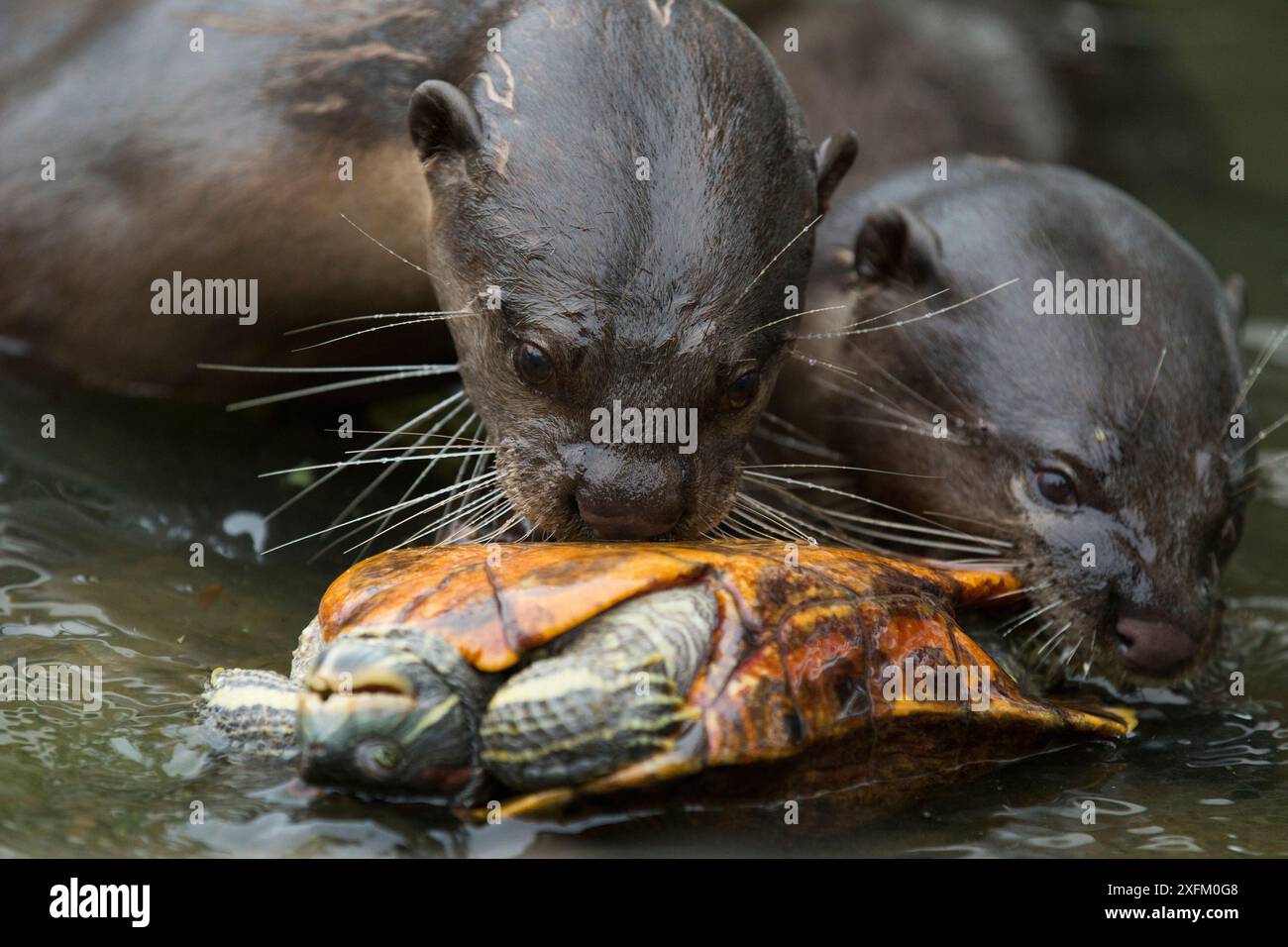 Smooth coated otters (Lutrogale perspicillate) feeding on turtle ...