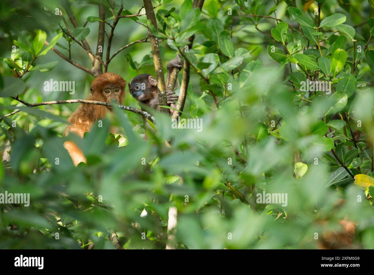 Proboscis monkey (Nasalis larvatus) juvenile and infant, Tarakan ...