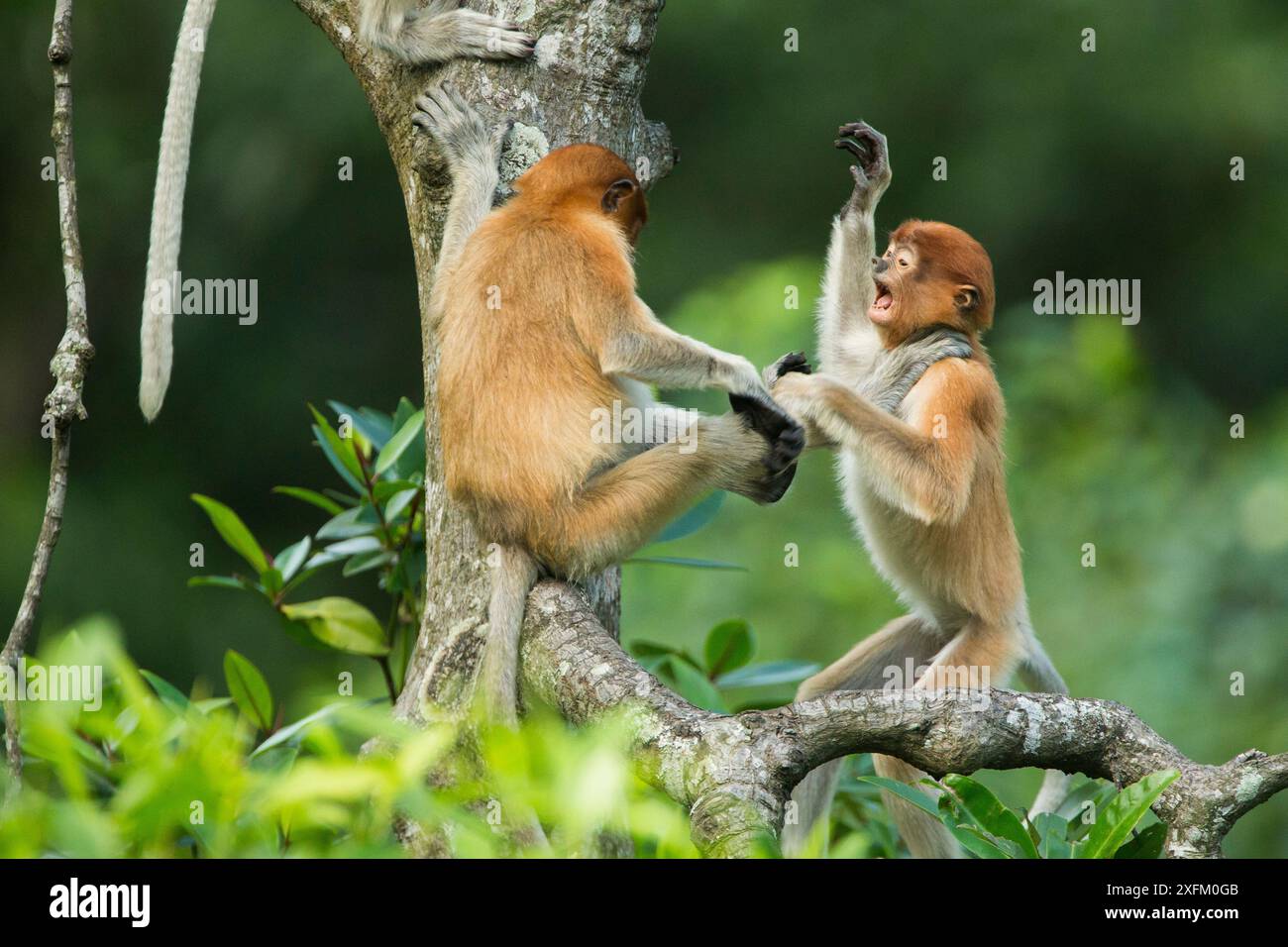 Proboscis monkeys (Nasalis larvatus) juveniles fighting, Tarakan, Indonesia Stock Photo - Alamy