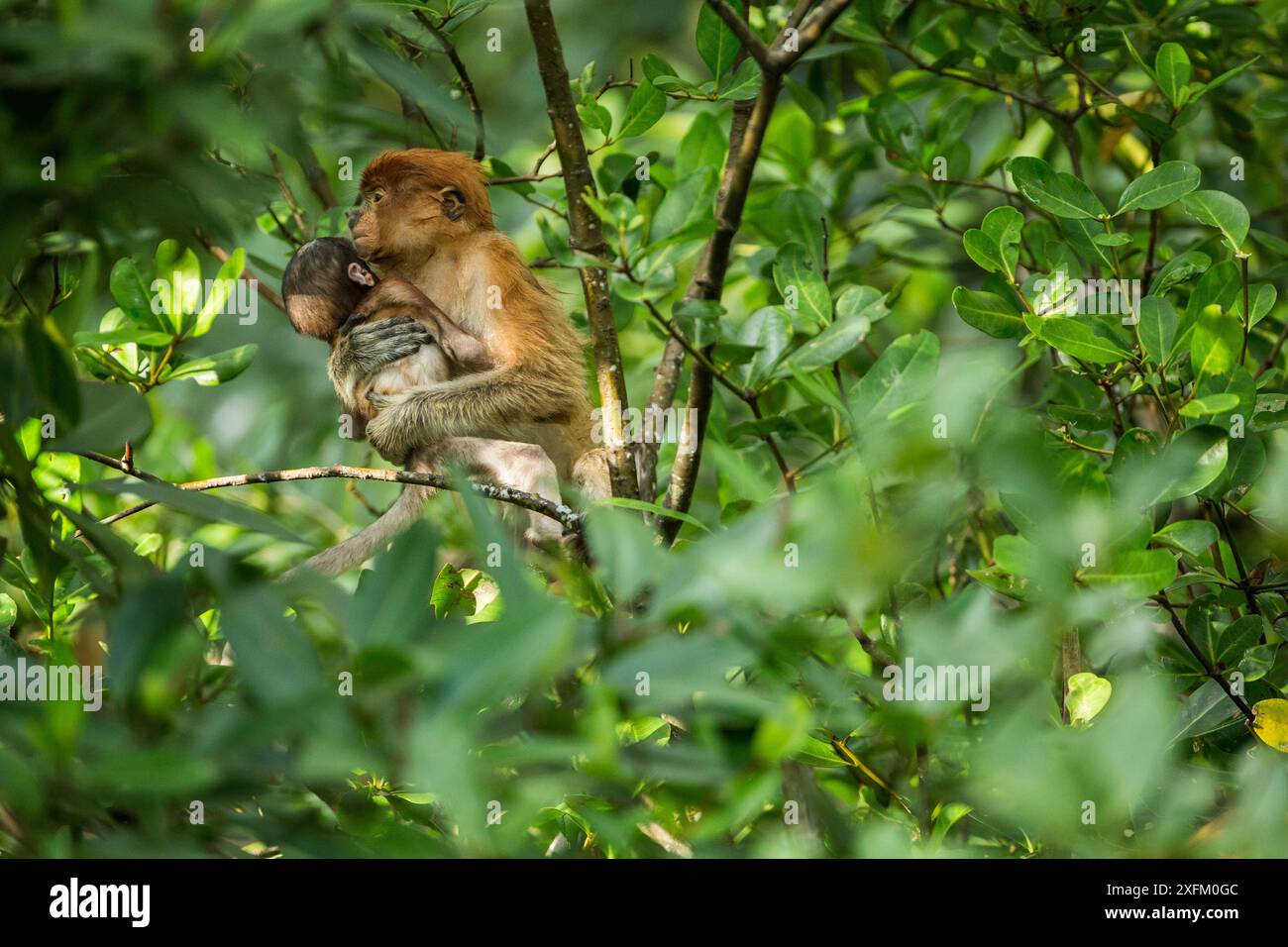 Proboscis monkey (Nasalis larvatus) juvenile holding younger infant ...