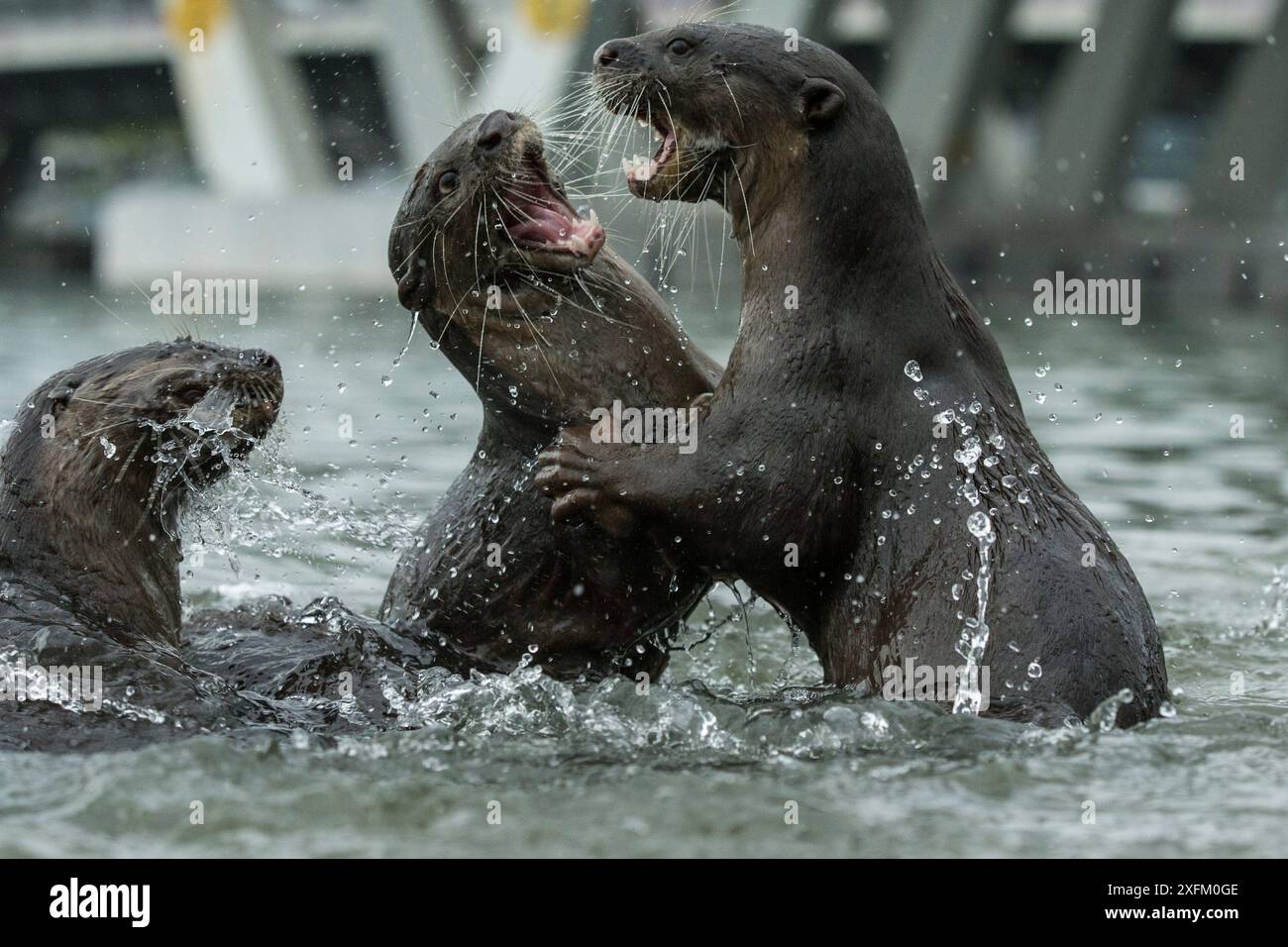 Smooth coated otters (Lutrogale perspicillate) fighting, Singapore ...