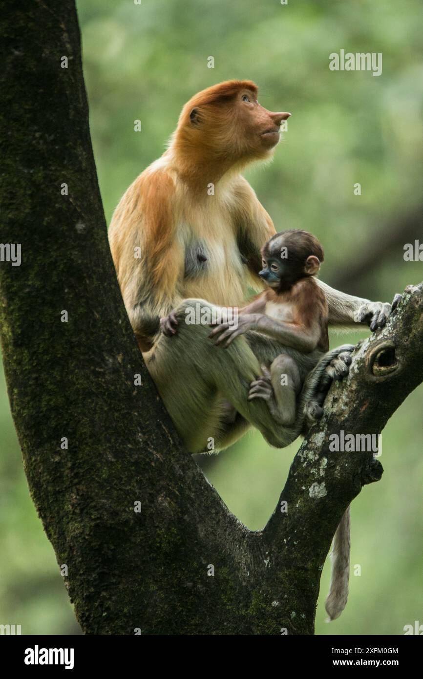 Proboscis monkey (Nasalis larvatus) female with baby, Tarakan ...