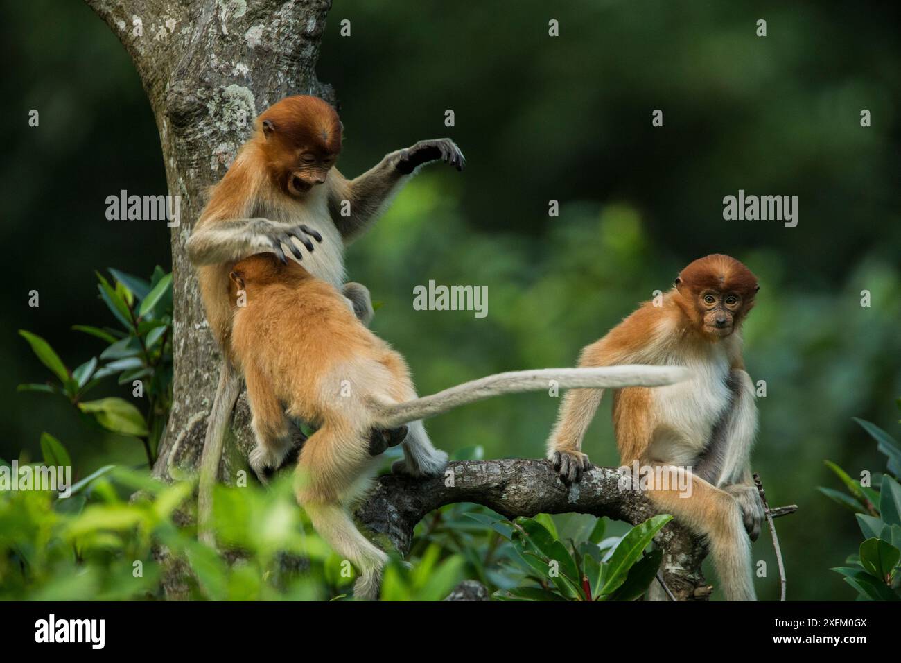 Proboscis monkey (Nasalis larvatus) juveniles fighting,, Tarakan ...