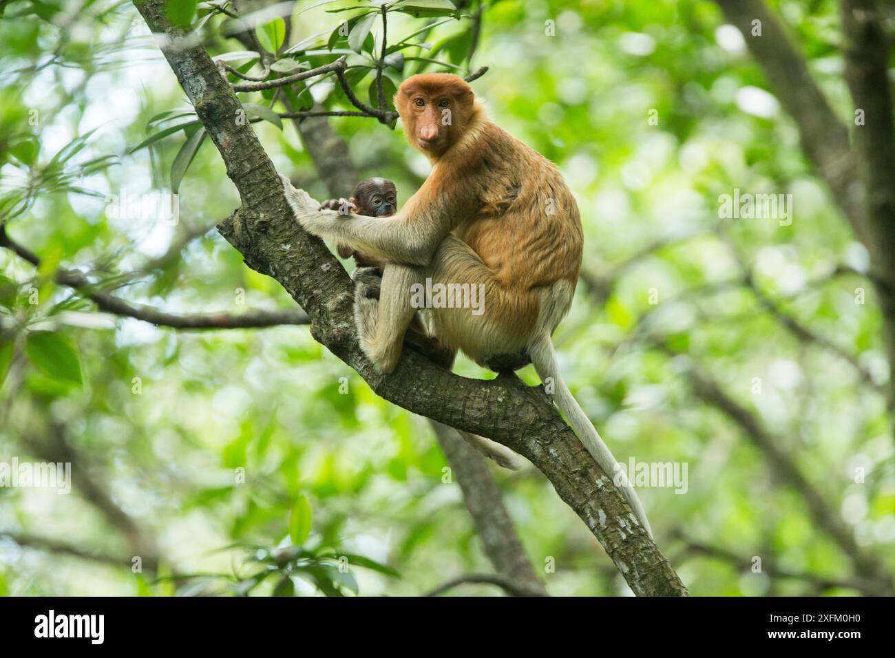 Proboscis monkey (Nasalis larvatus) mother and baby, Tarakan, Indonesia ...