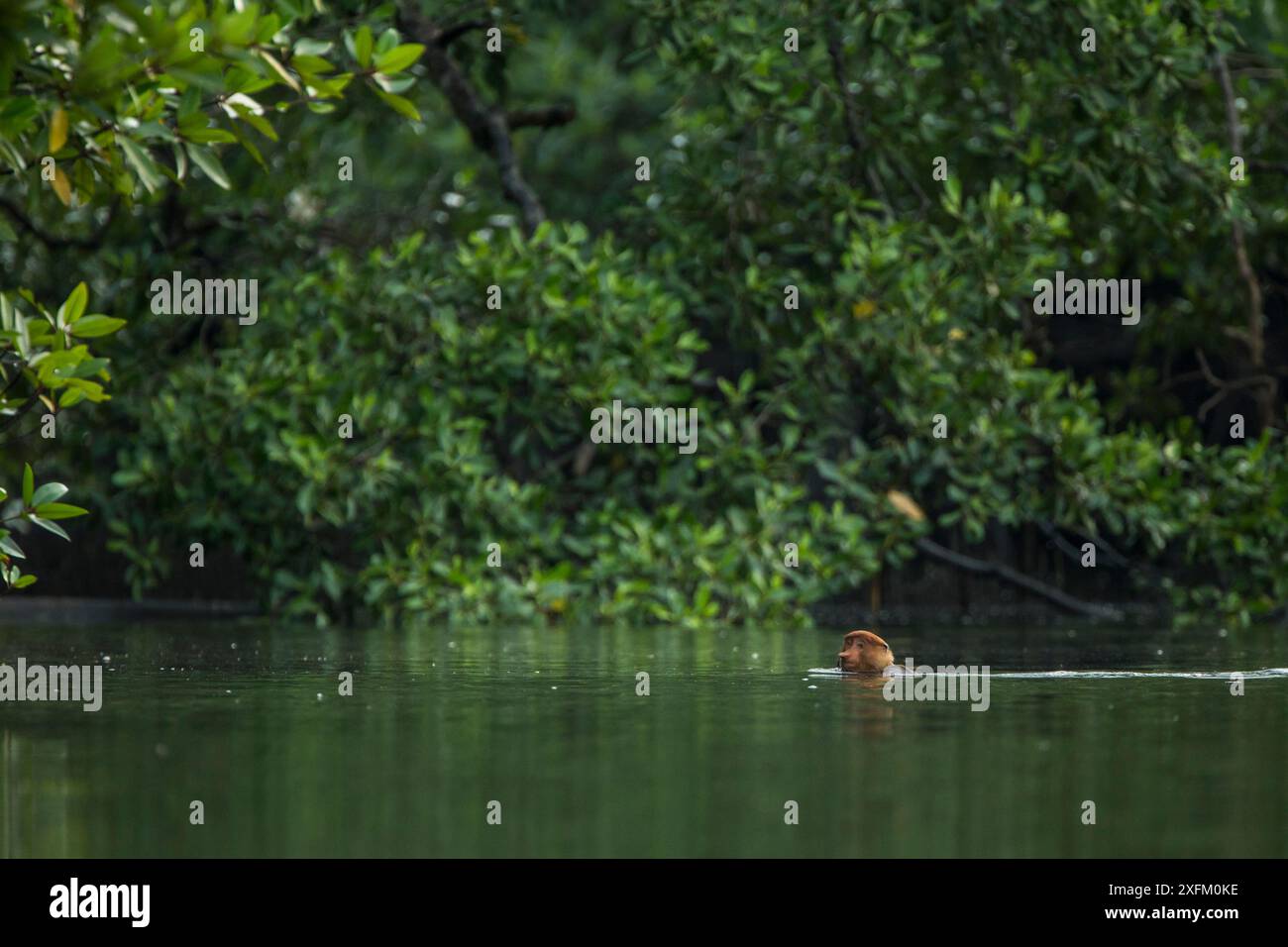 Proboscis monkey (Nasalis larvatus) female swimming, Balikpapan ...