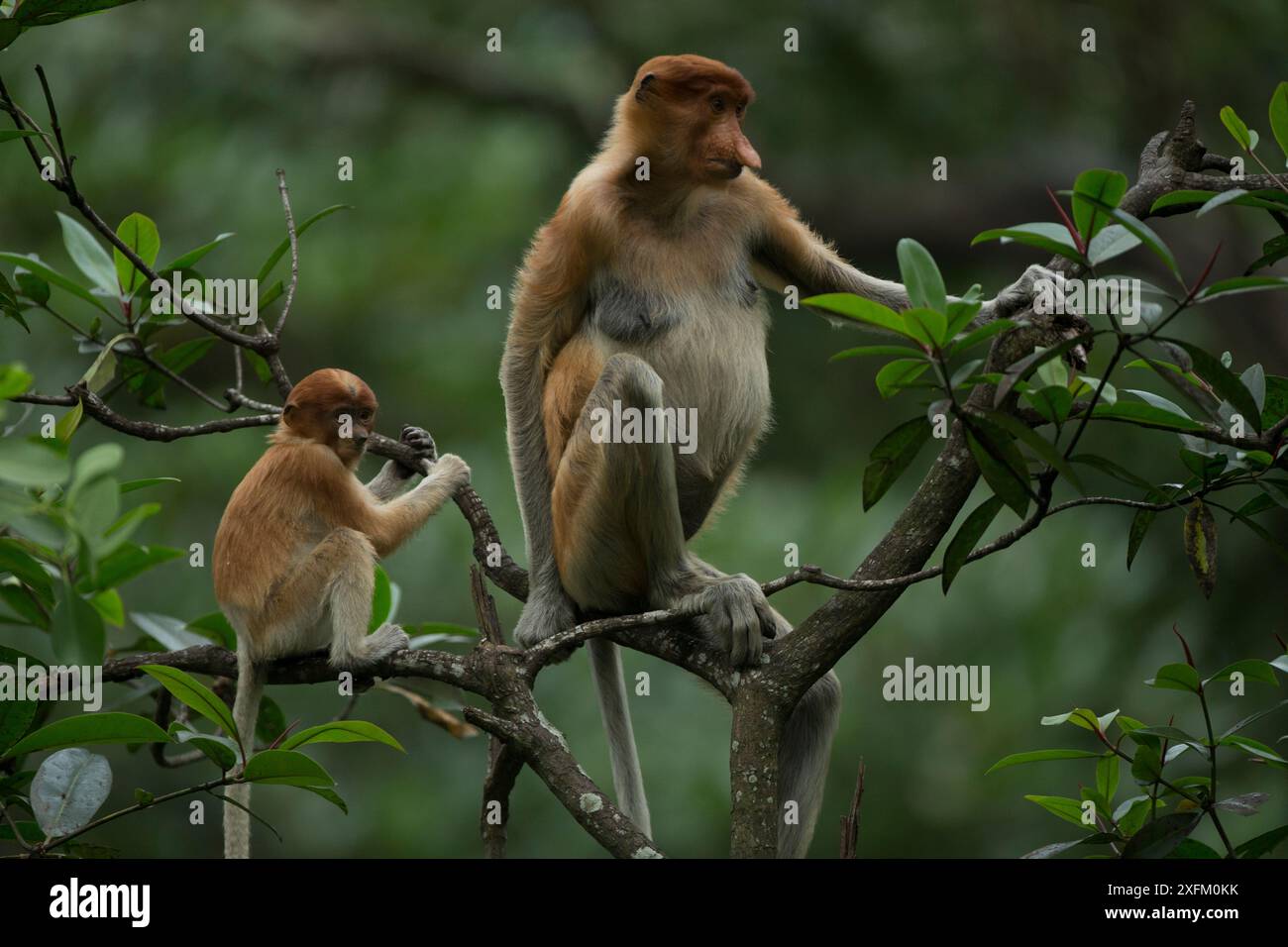 Proboscis monkey (Nasalis larvatus) female and infant, Tarakan ...