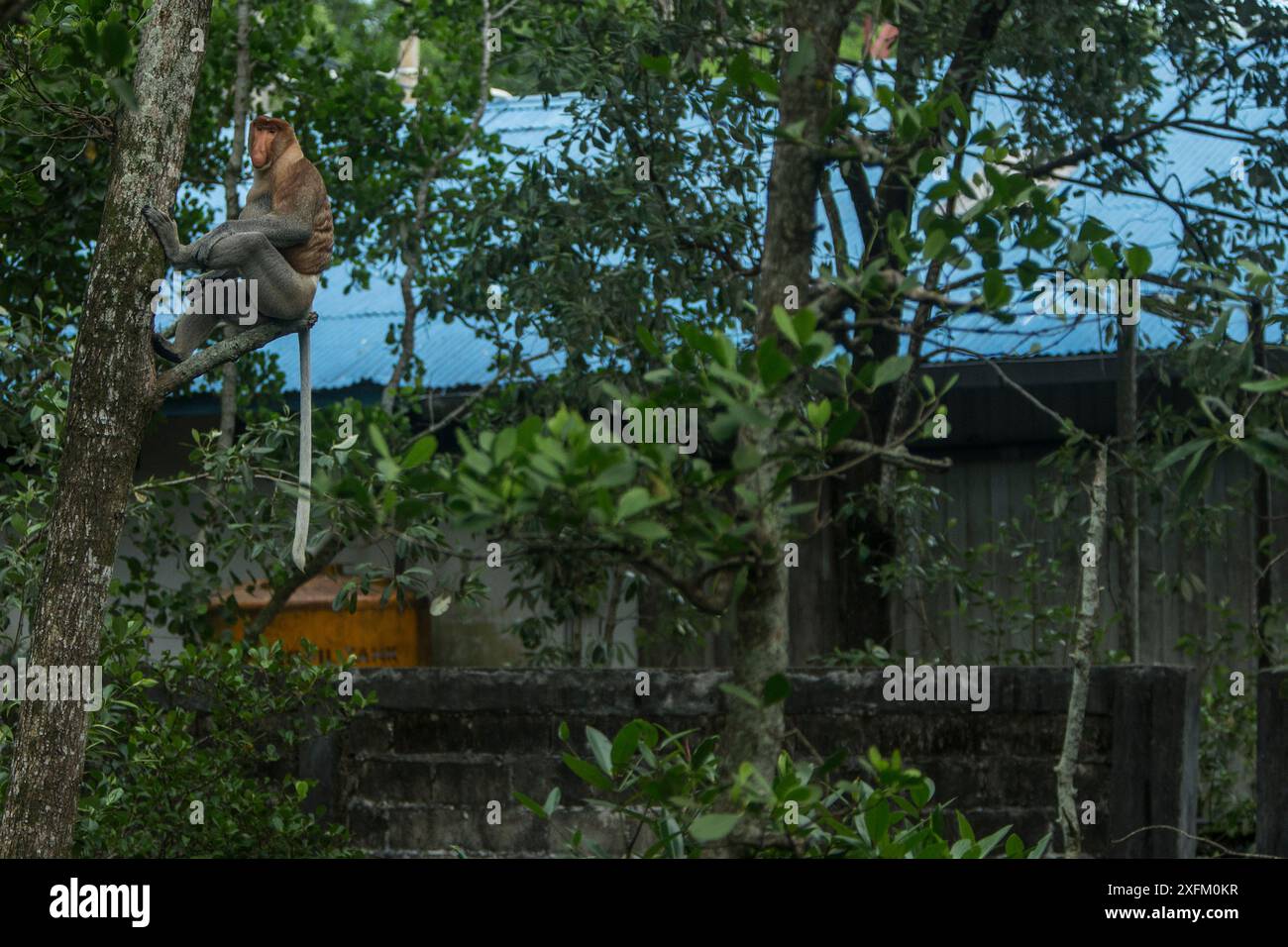 Proboscis monkey (Nasalis larvatus) male resting on the edge of human ...