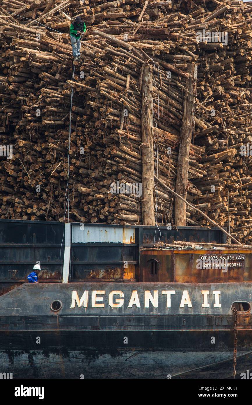 Acacia logs being transported, Balikpapan, Indonesia Stock Photo - Alamy