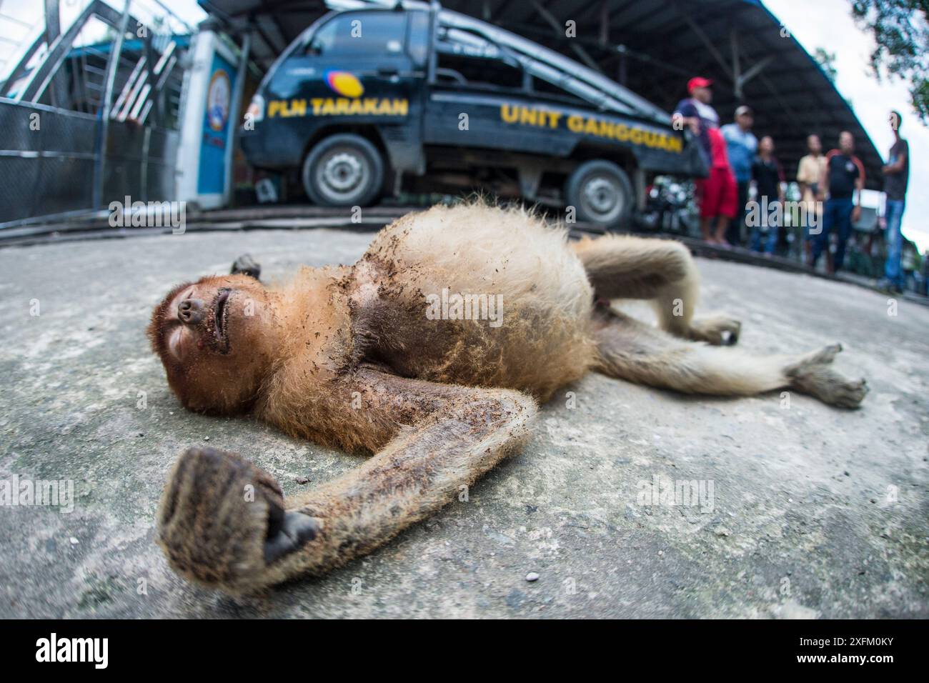Proboscis monkey (Nasalis larvatus) dead after being electrocuted by a ...