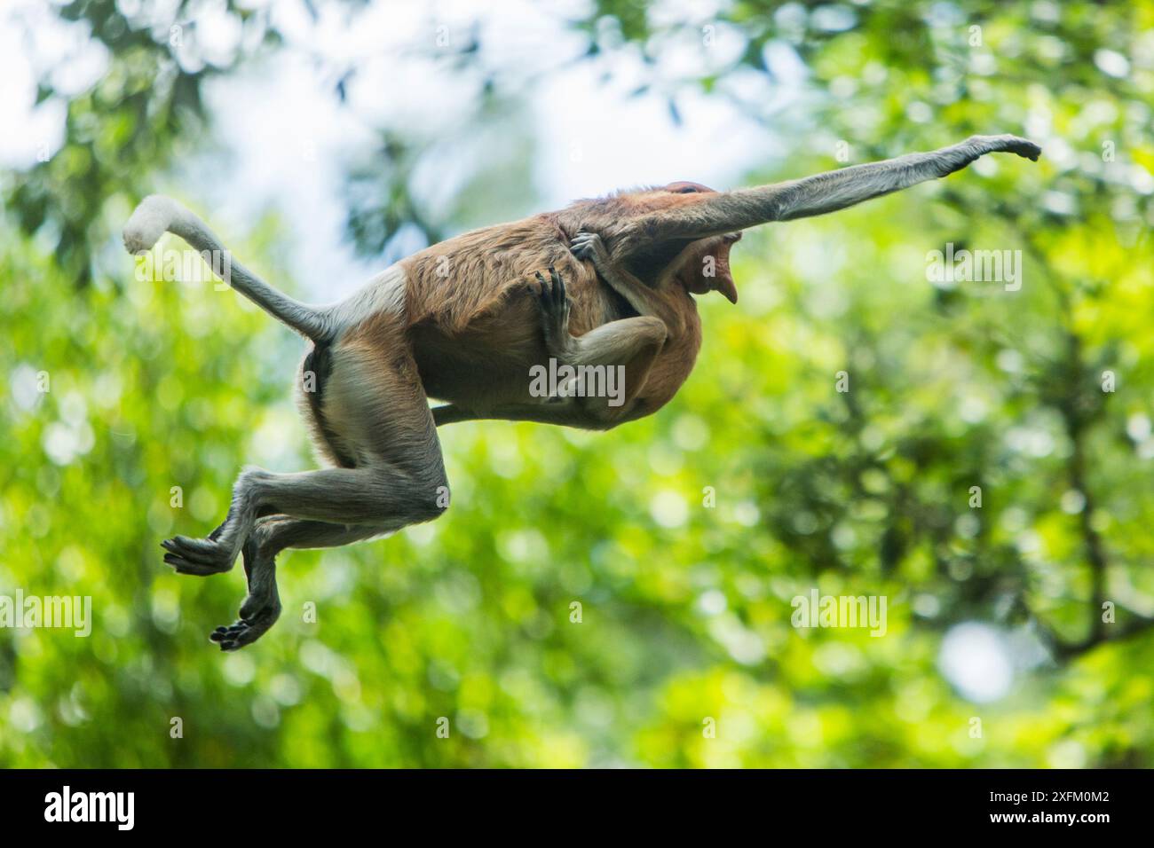Proboscis monkey jumping nasalis hi-res stock photography and images ...