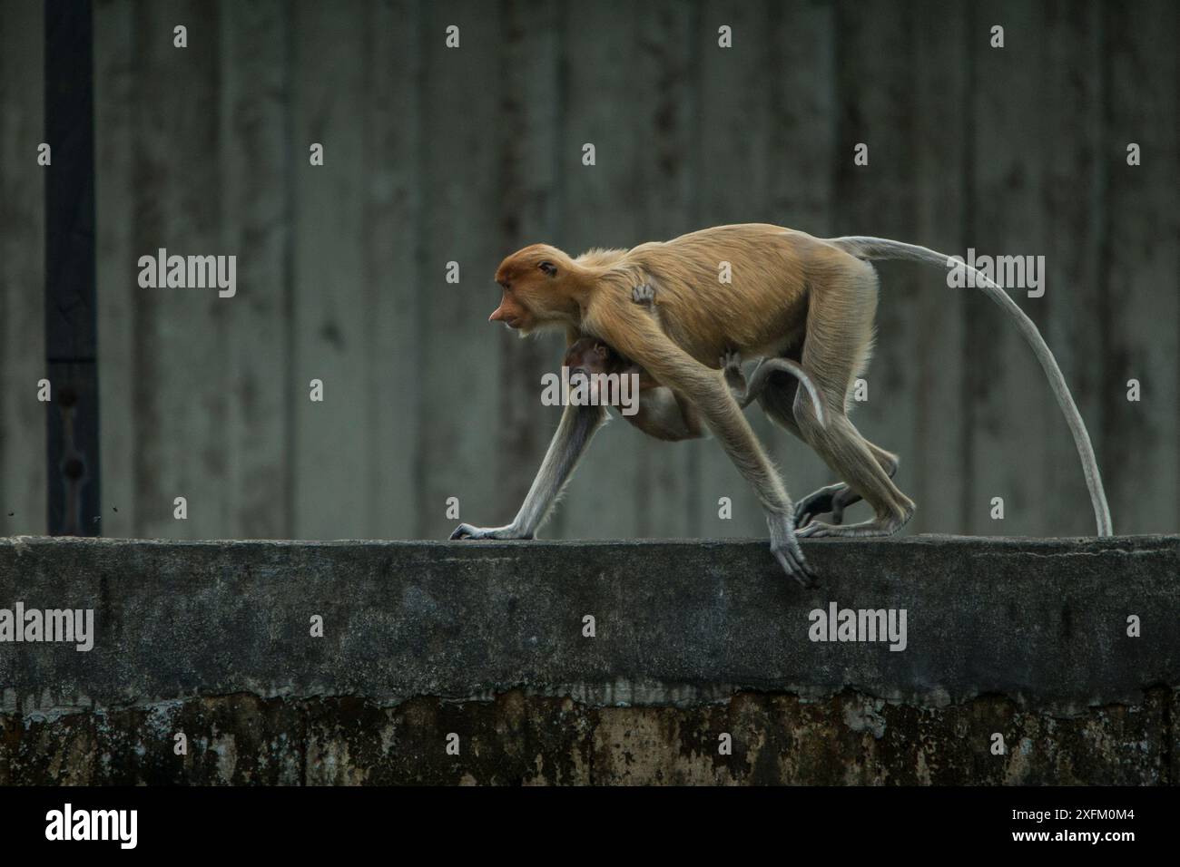 Proboscis monkey (Nasalis larvatus) mother carrying baby on the edge of ...