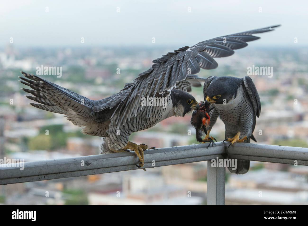 Peregrine falco (Falco peregrinus) male giving female food, Chicago ...