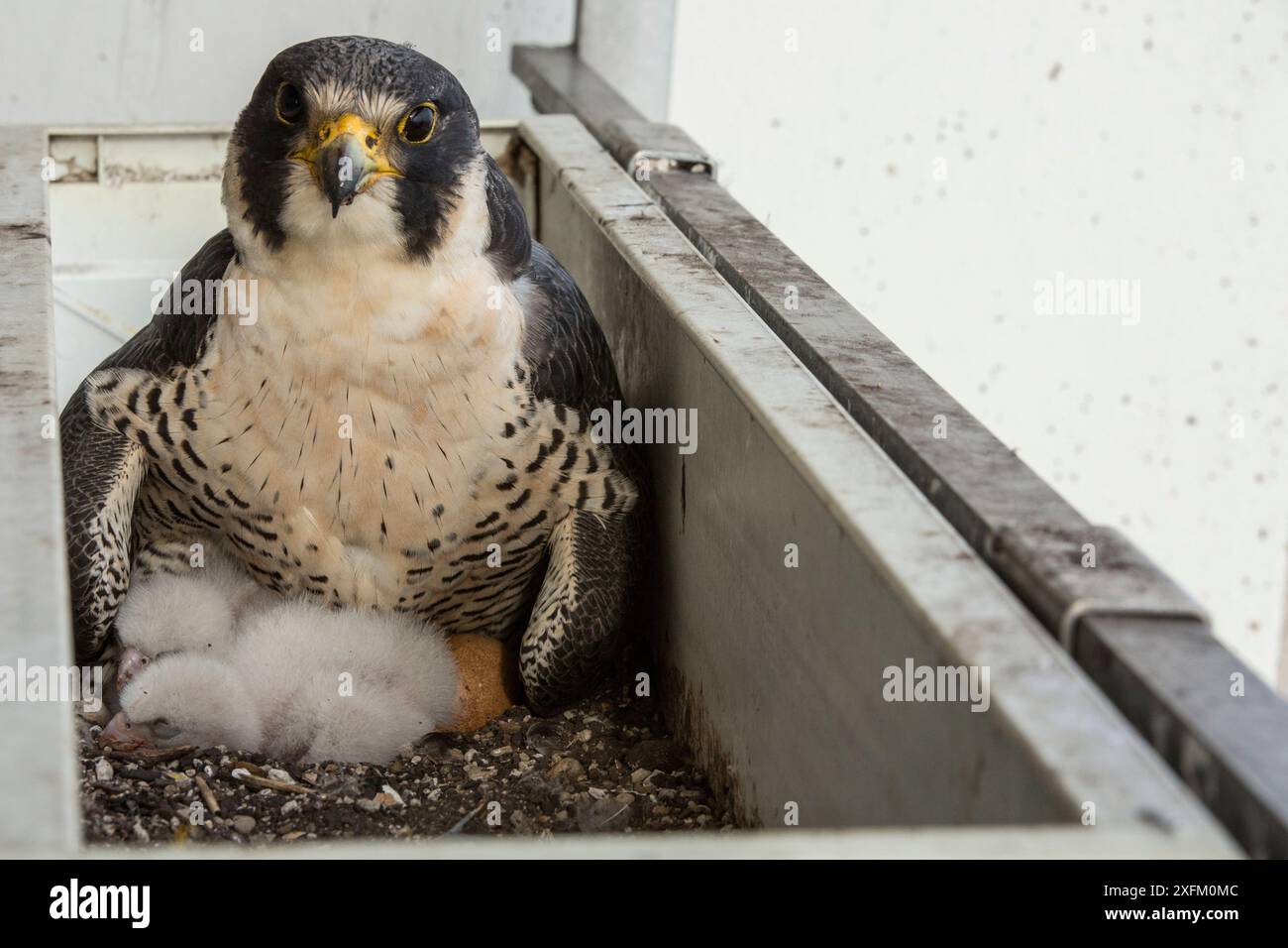 Peregrine falcon (Falco peregrinus) on nest in balcony, Chicago, USA ...