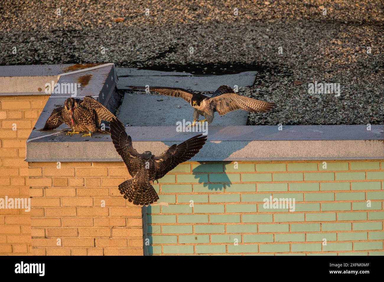 Peregrine falcons (Falco peregrinus) juveniles hassling female, Chicago ...