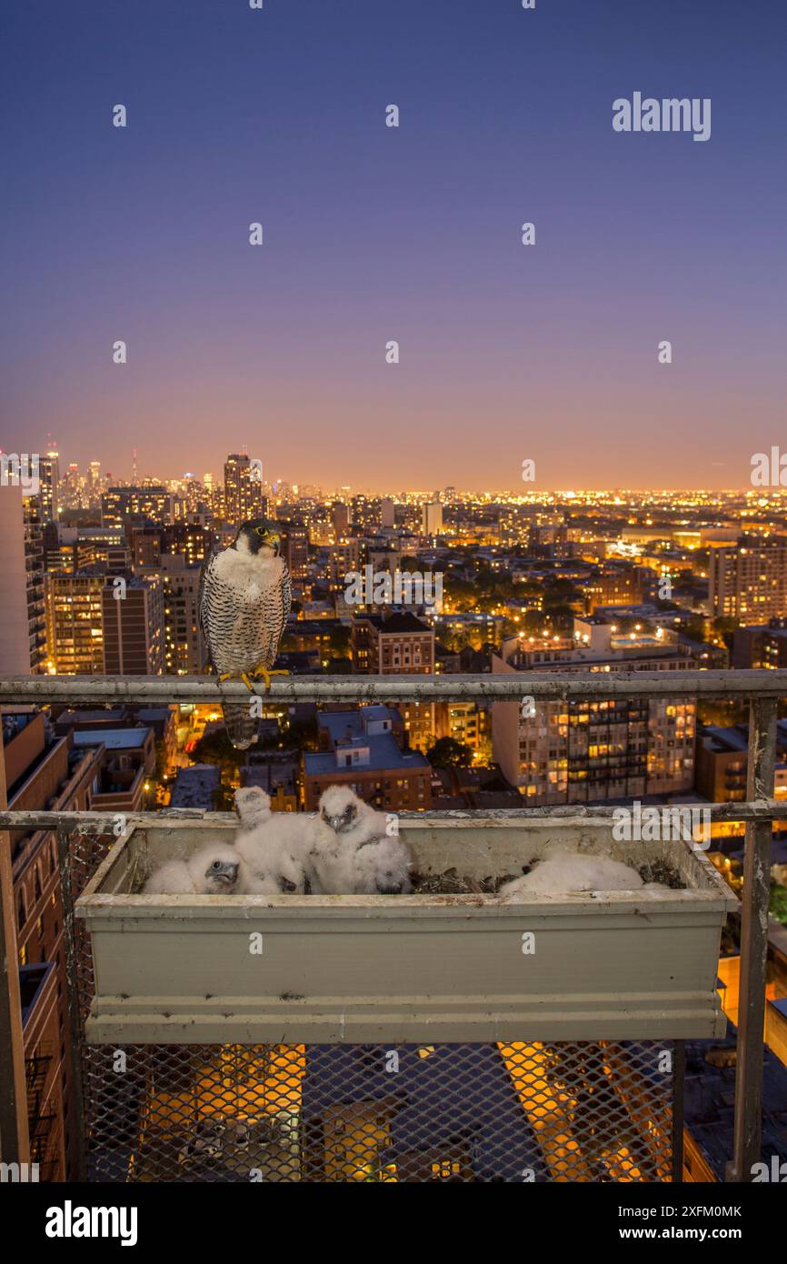 Peregrine falcon (Falco peregrinus) female at nest in ubran balcony ...