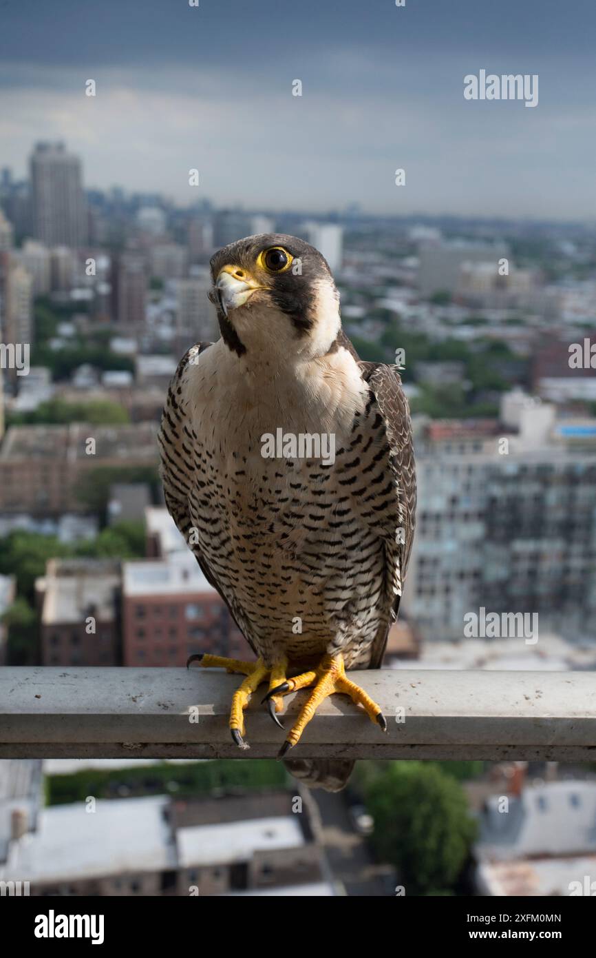 Peregrine falcon (Falco peregrinus) male on balcony, Chicago, USA Stock ...