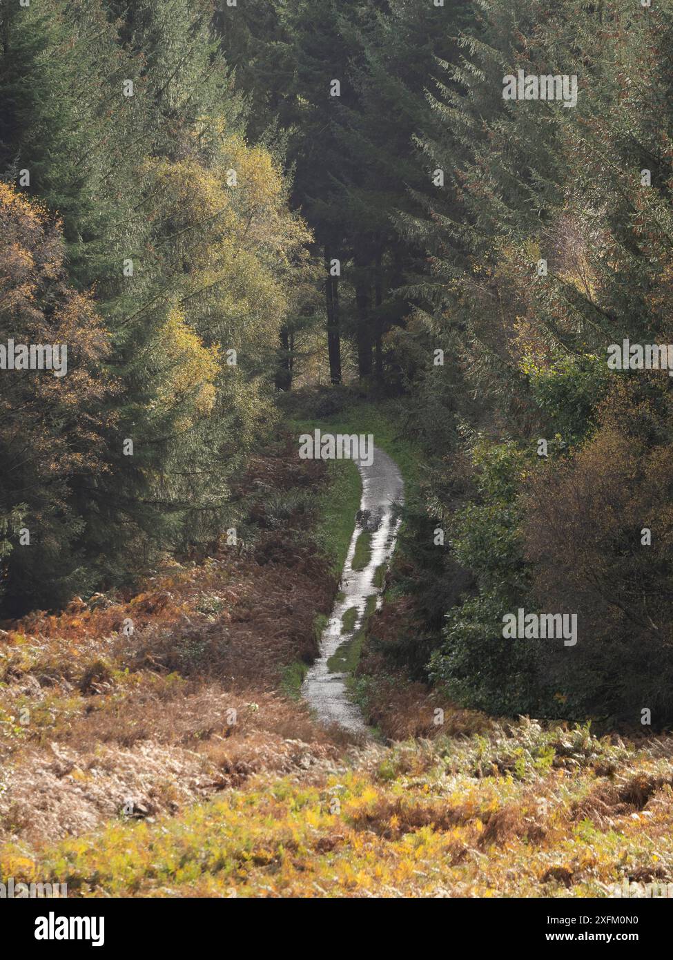 Mixed woodland at Mortimer Forest, Ludlow, Shropshire, UK Stock Photo ...