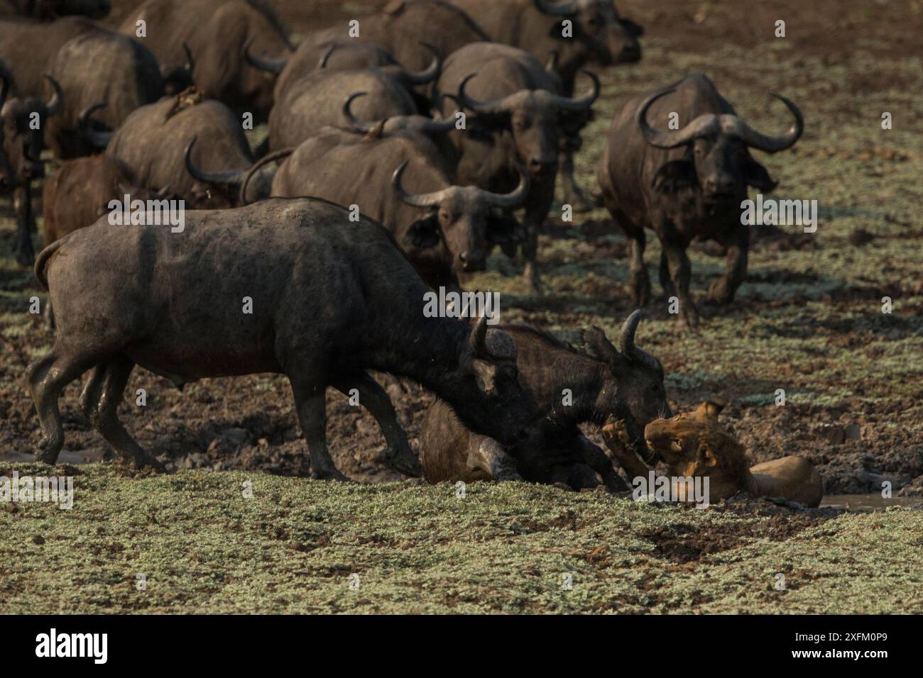 Lions panthera leo chasing a cape buffalo hi-res stock photography and ...