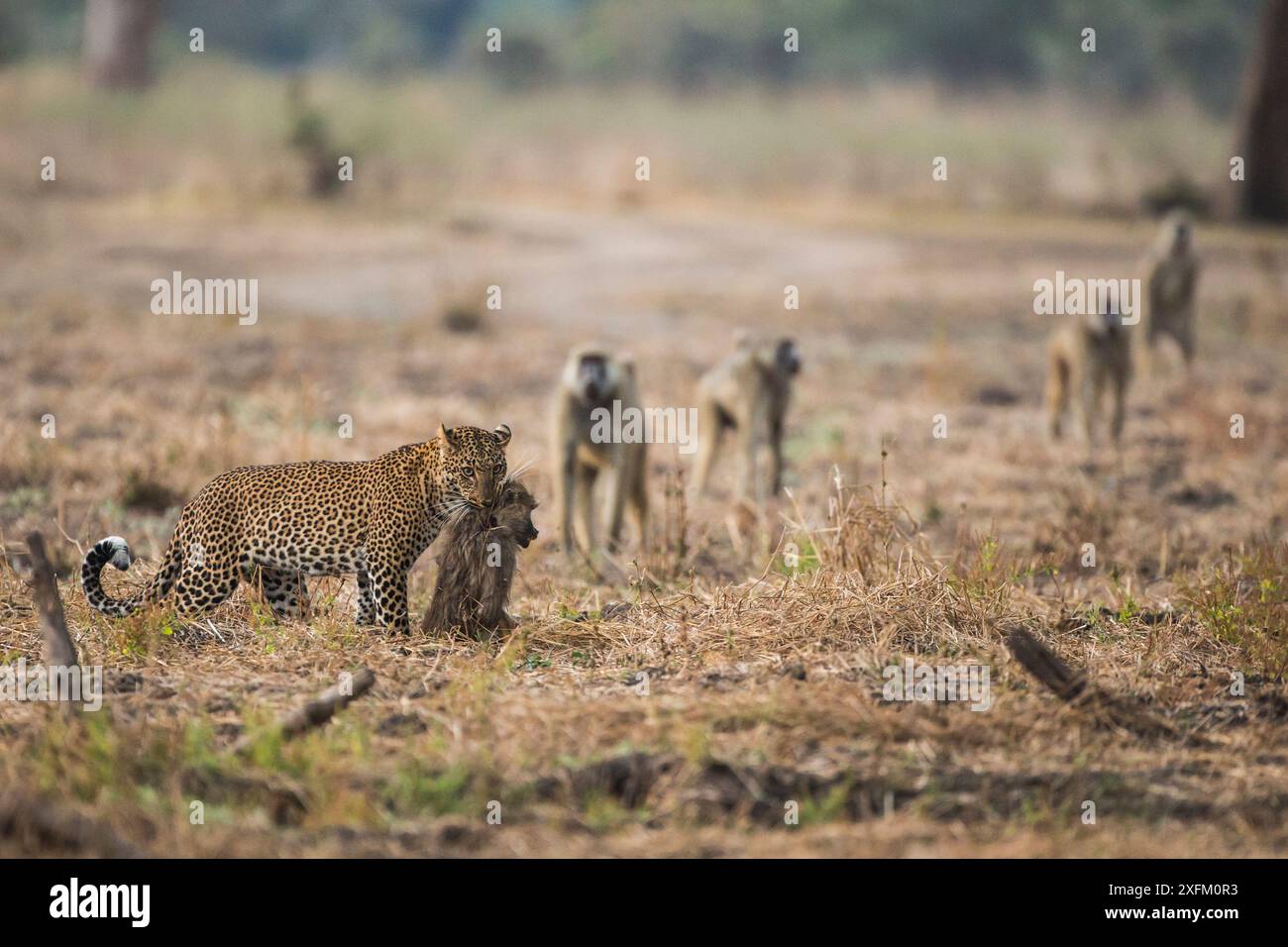 East africa african zambia zambian africa hi-res stock photography and ...
