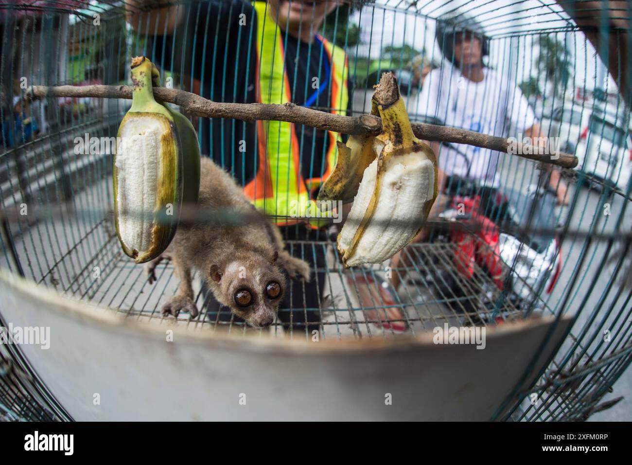 Slow loris (Nycticebus sp.) bought by a traffic warden, Balikpapan ...