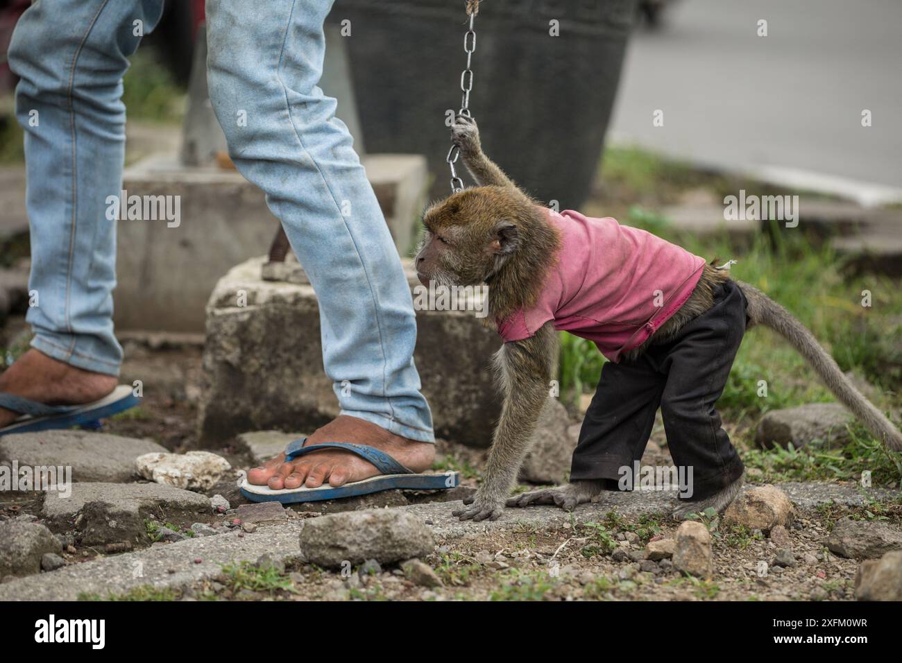 Crab eating macaque (Macaca fascicularis) used for Topeng Monyet ...