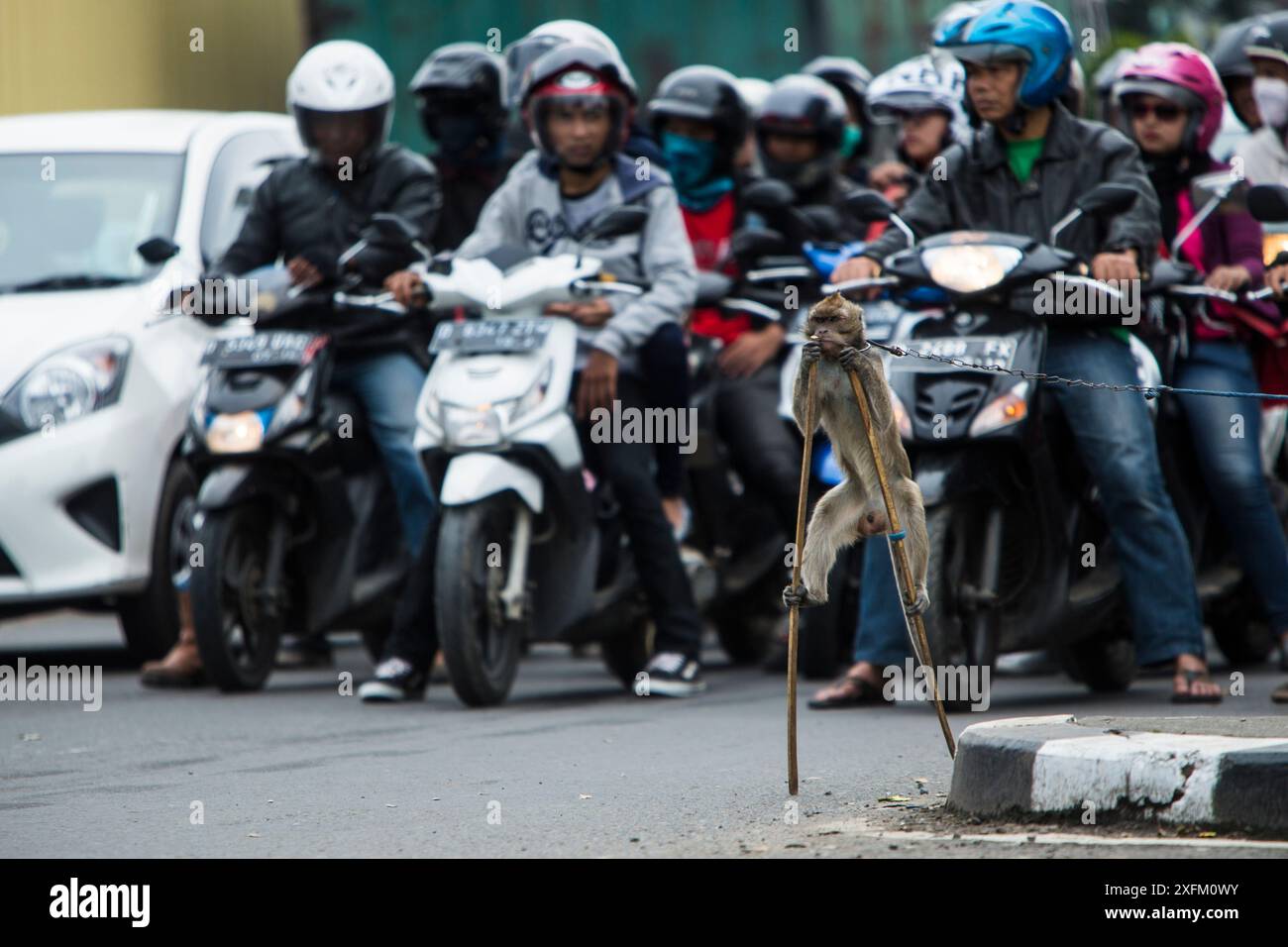 Trained Crab eating macaque (Macaca fascicularis) used for Topeng ...