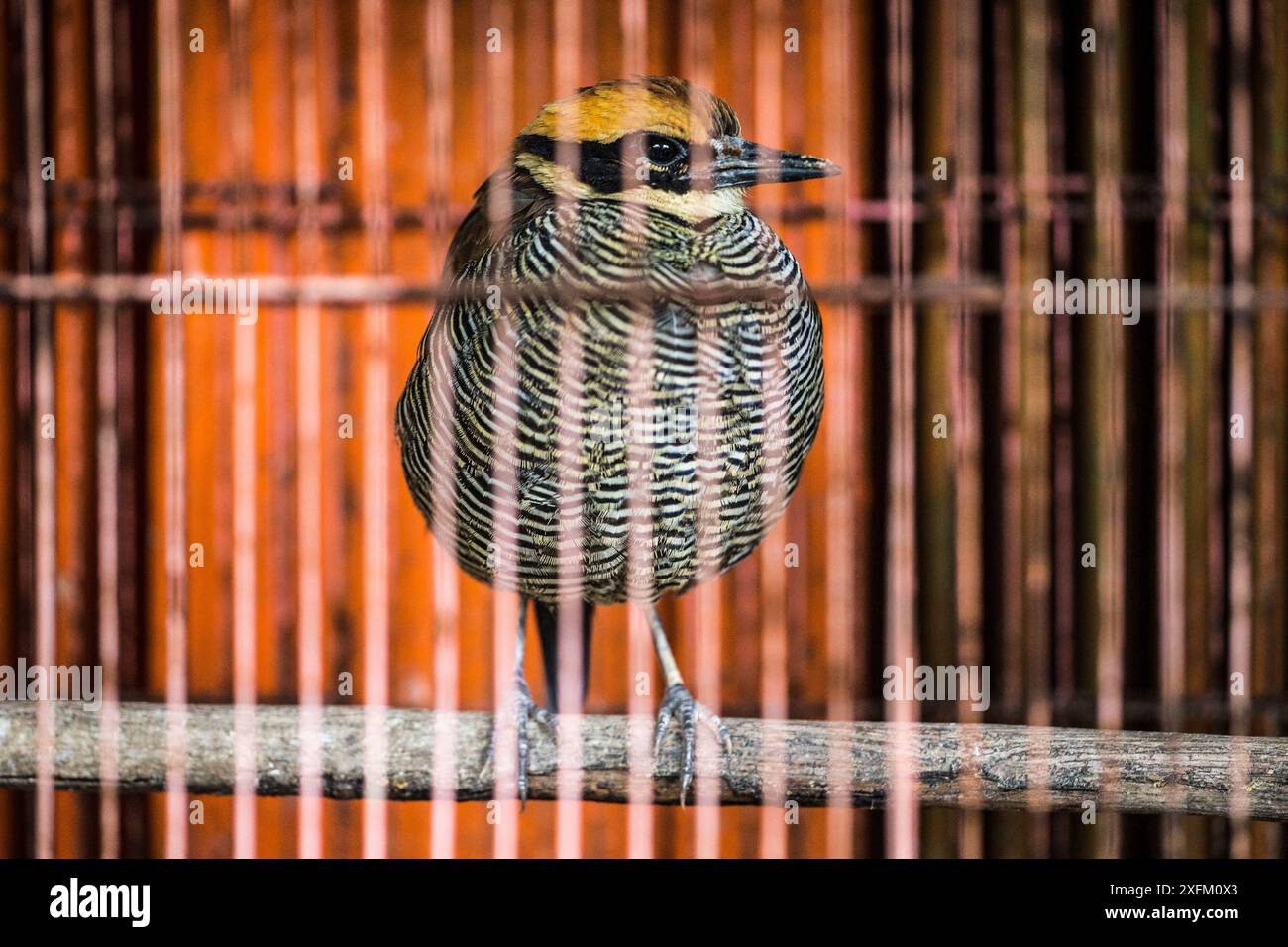 Javan banded pitta (Hydrornis guajana) for sale, Jakarta, Indonesia ...