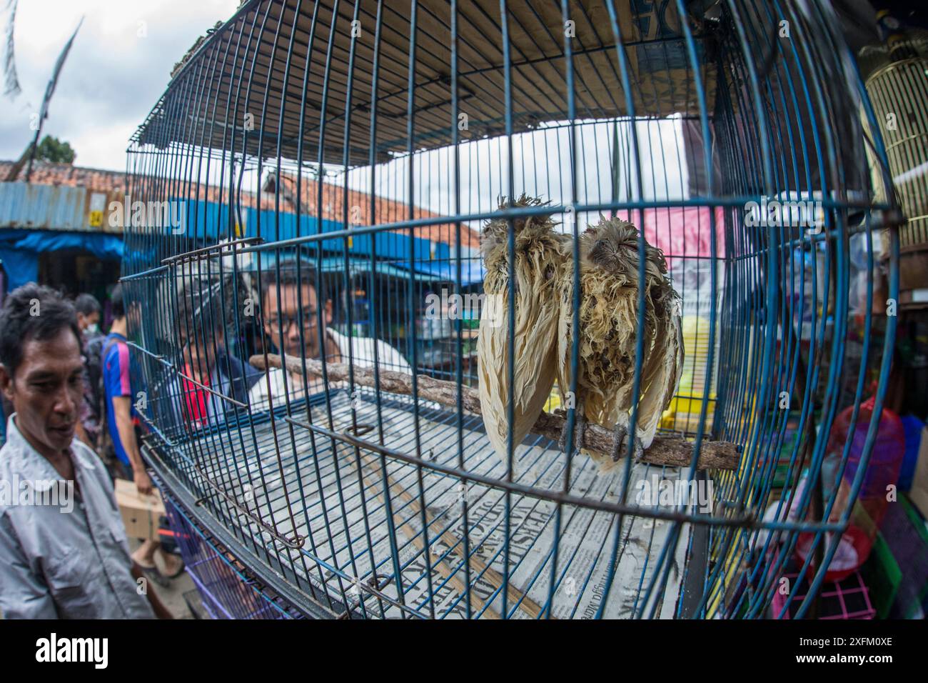 Scops owls (Otus sp.) bleached to look albino for sale, Jakarta ...