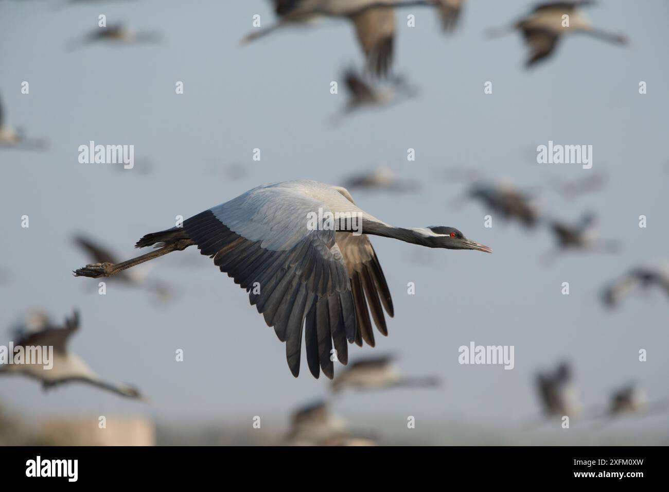 Demoiselle cranes (Grus virgo) flock at feeding site in Khichan, India ...