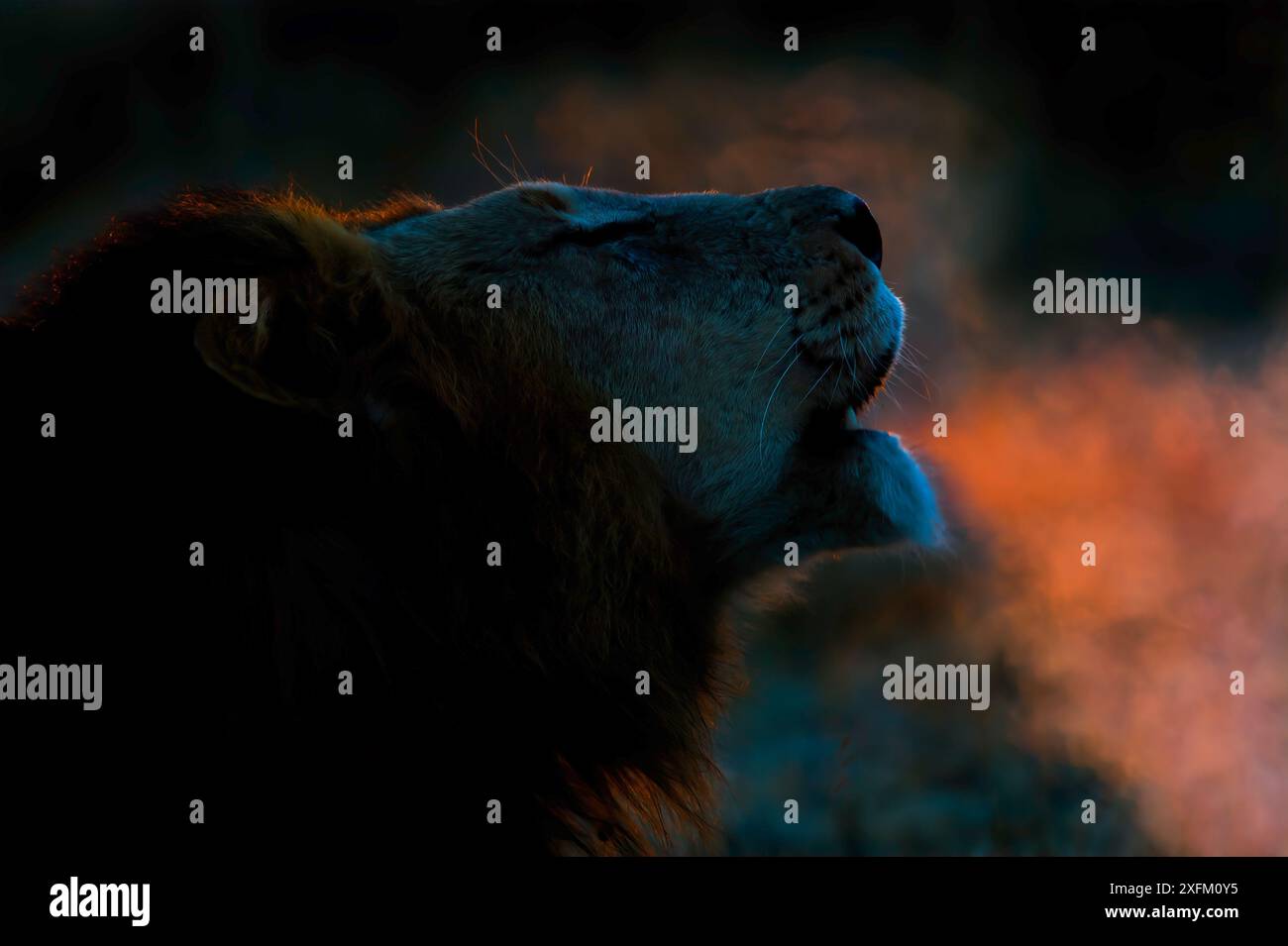 Lion roaring hi-res stock photography and images - Alamy