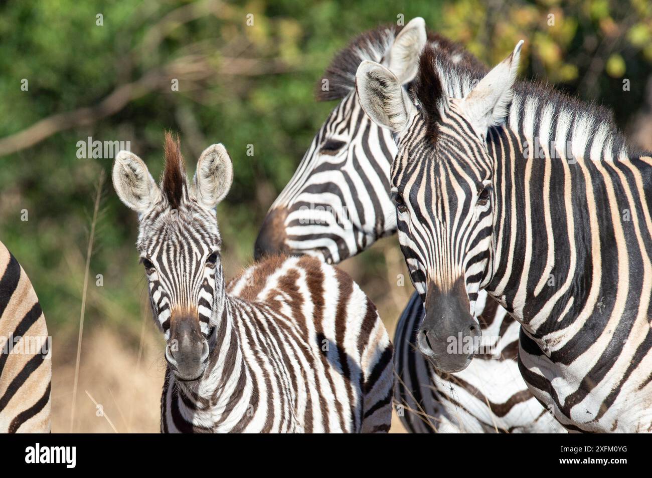 Hippotigris zebra hi-res stock photography and images - Alamy