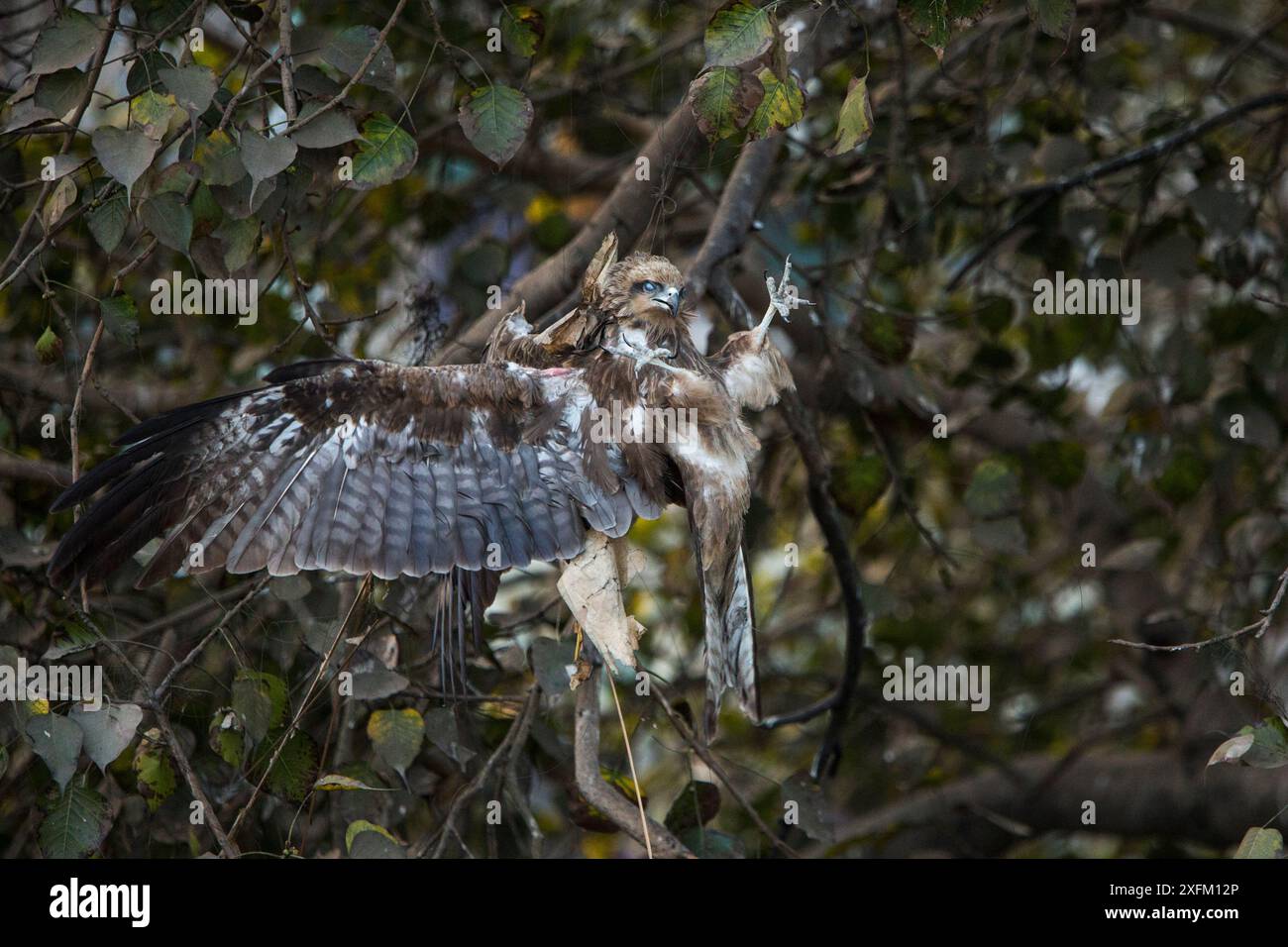 Black kite (Milvus migrans) entangled in kite string in a tree, Delhi ...