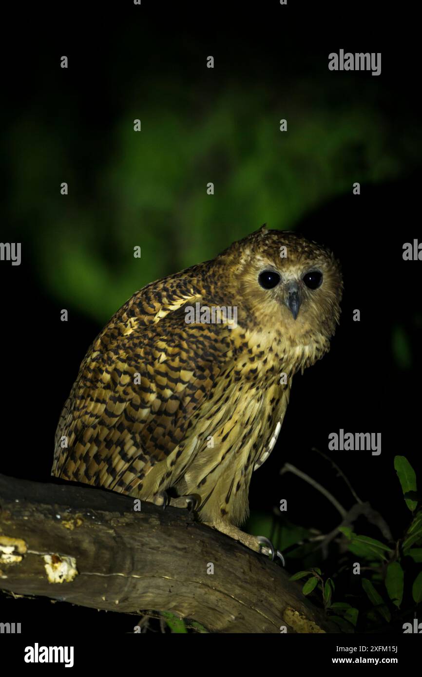 Pel's fishing owl (Scotopelia peli) in South Luangwa, Zambia Stock ...