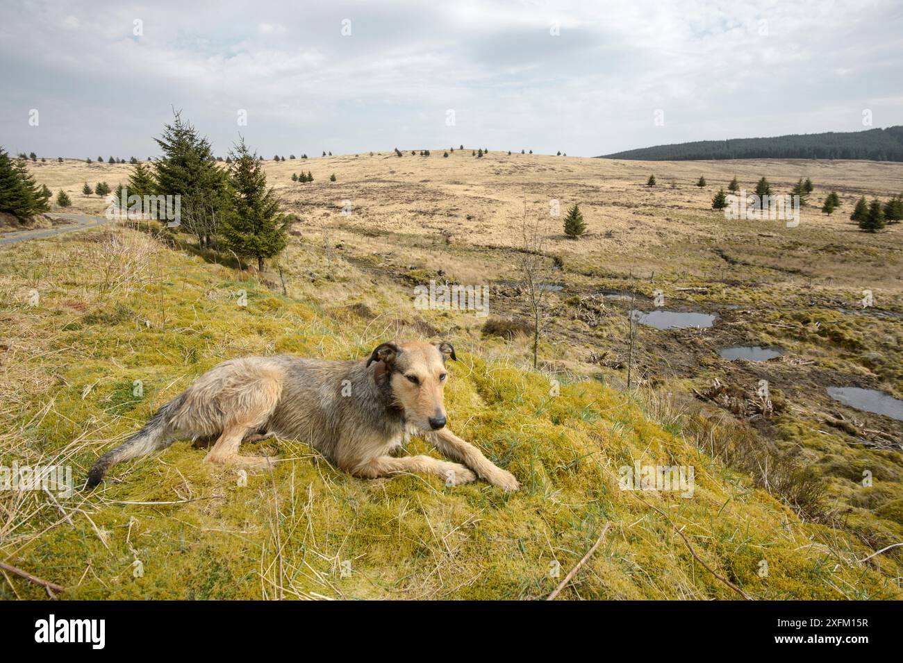 Project Officer Dave Bavin's dog Bryn at potential release sites for ...