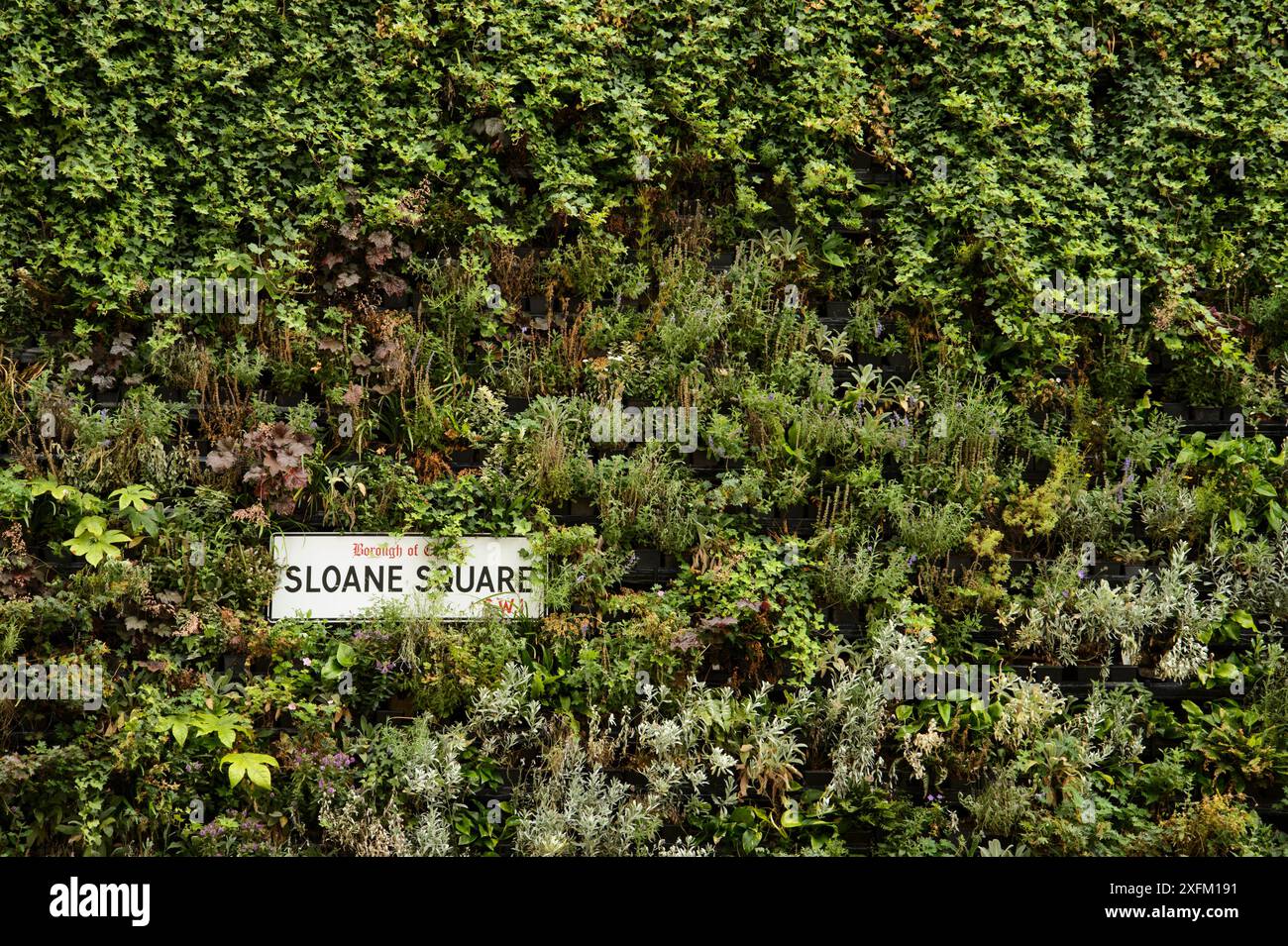 Joint plants hi-res stock photography and images - Alamy