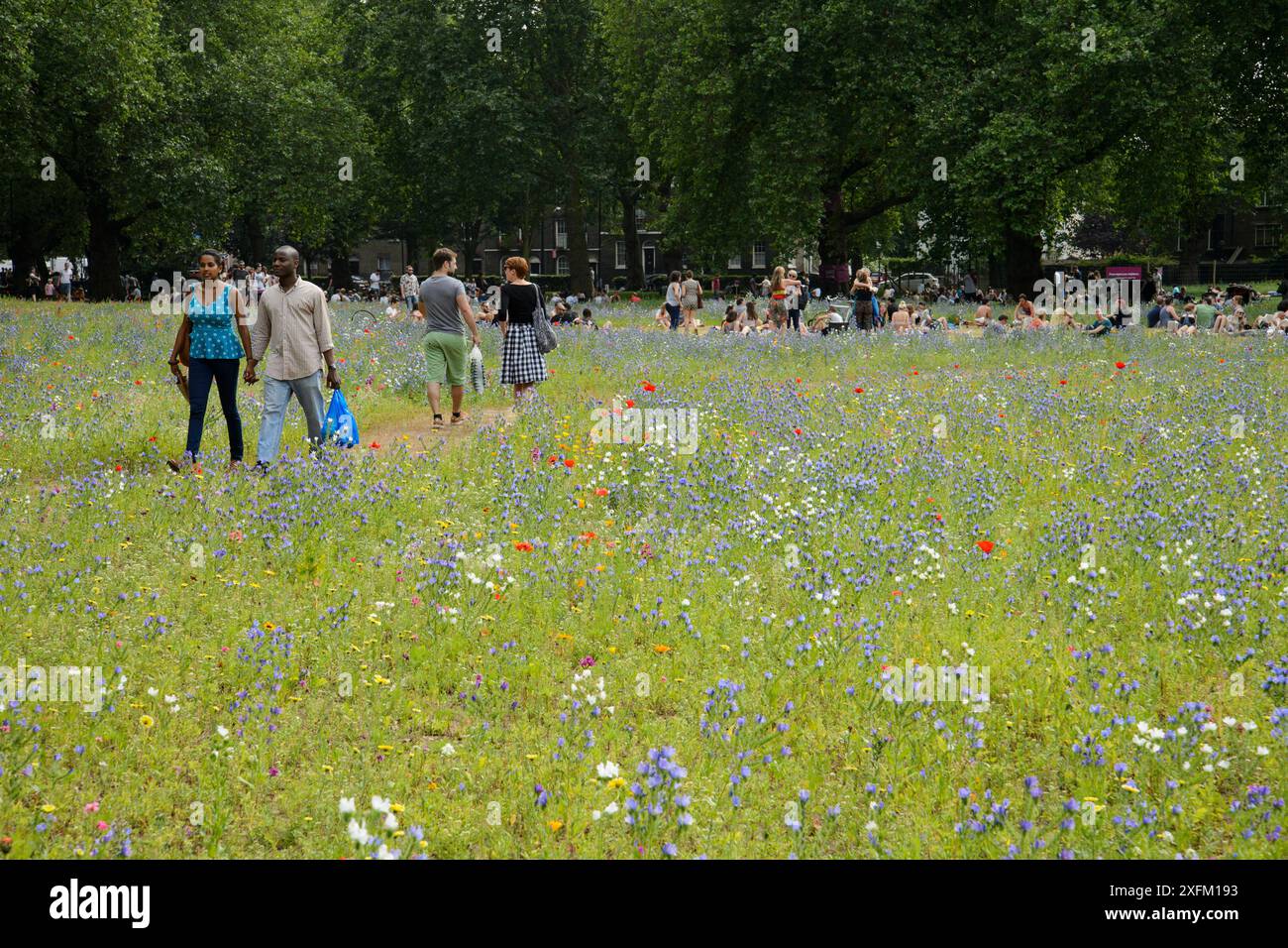 Wildflower meadow, full of native and non-native, annual and perennial ...
