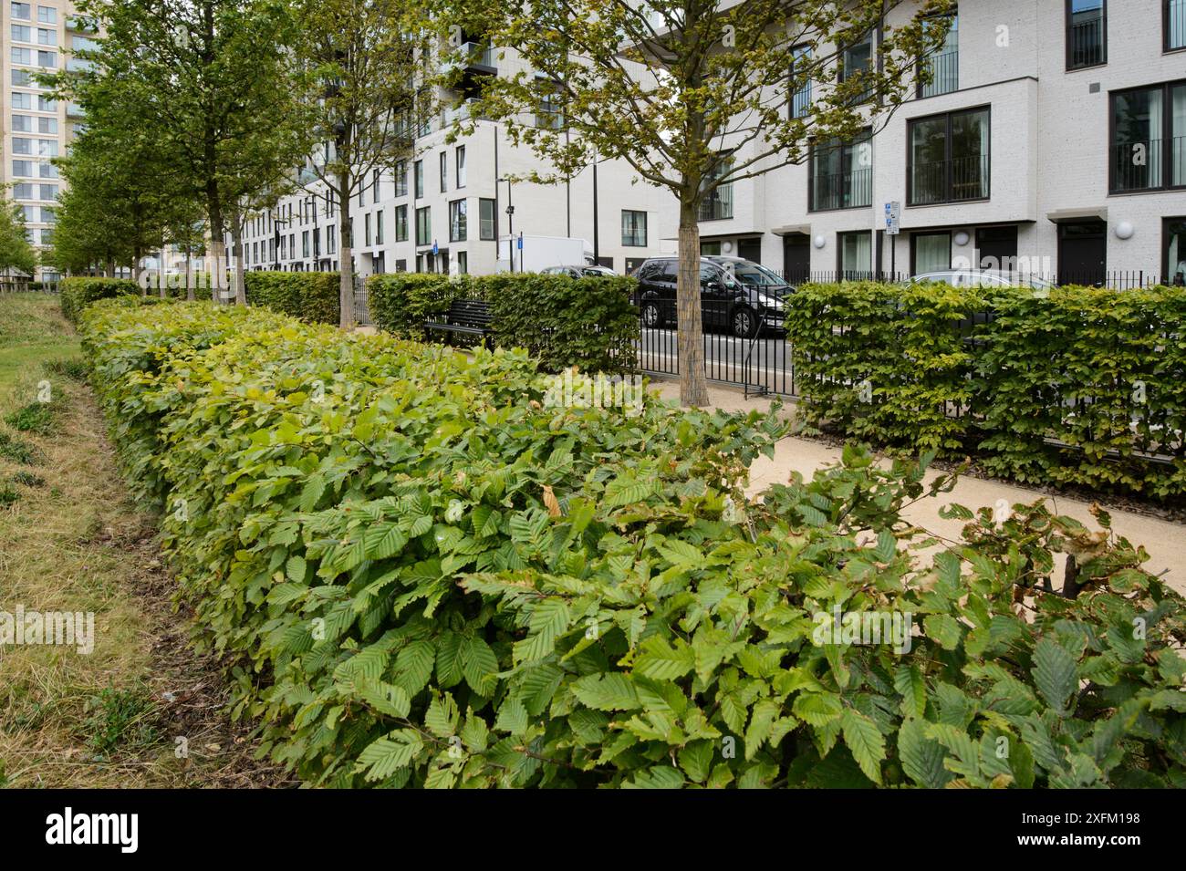 Environmental enrichment designed into housing estate - Hornbeam hedges ...
