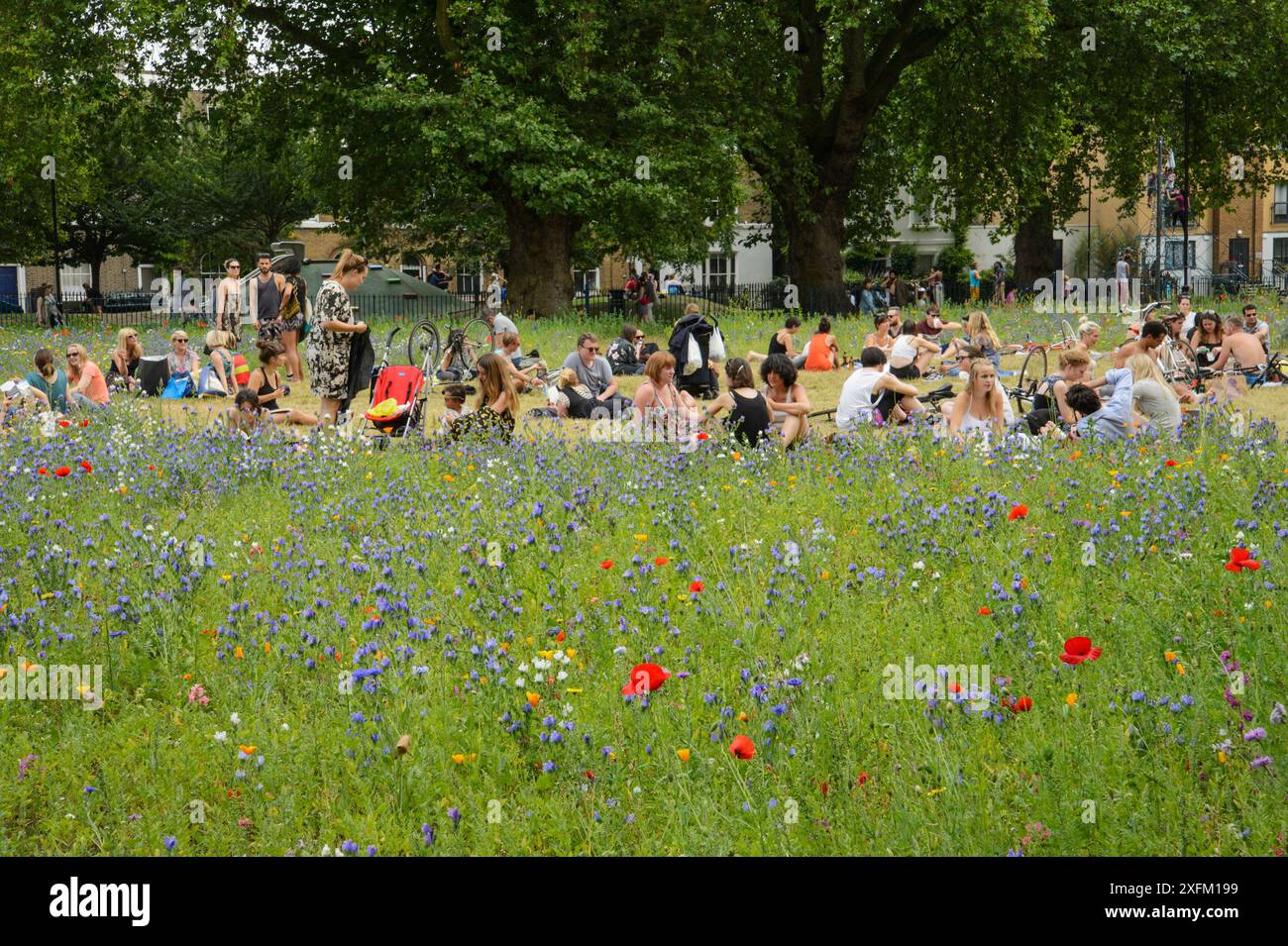 Wildflower meadow, full of native and non-native, annual and perennial ...