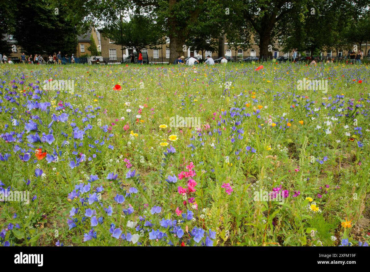 Wildflower meadow, full of native and non-native, annual and perennial ...