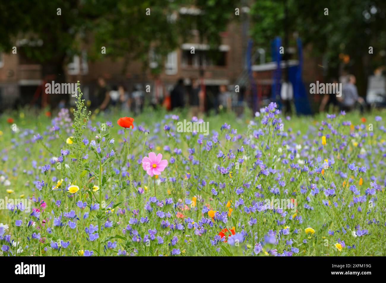 Wildflower meadow, full of native and non-native, annual and perennial ...