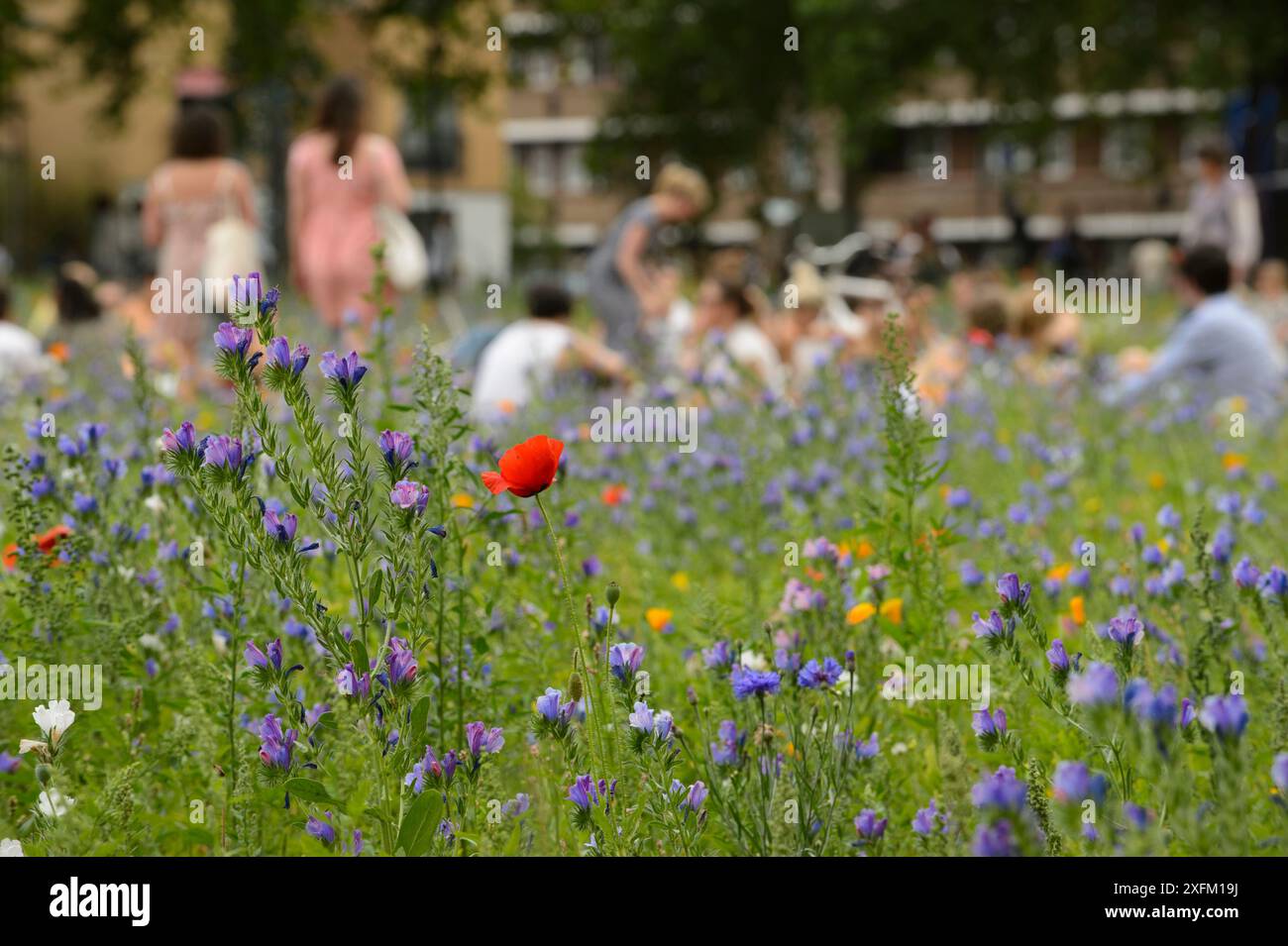 Wildflower meadow, full of native and non-native, annual and perennial ...