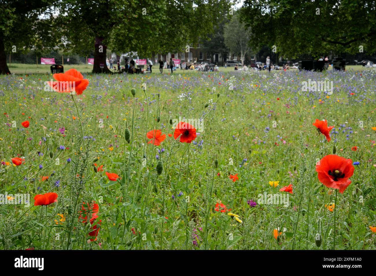 Wildflower meadow, full of native and non-native, annual and perennial ...