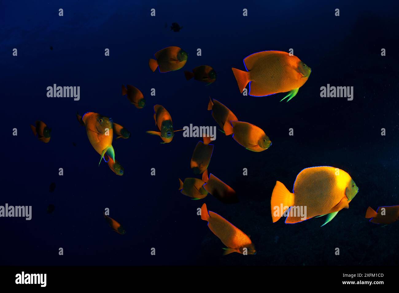 Clarion angelfish (Holacanthus clarionensis) shoal, Socorro Island ...