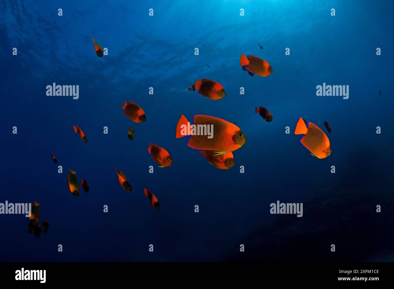 Clarion Angelfish (Holacanthus clarionensis) shoal, IUCN Vulnerable ...