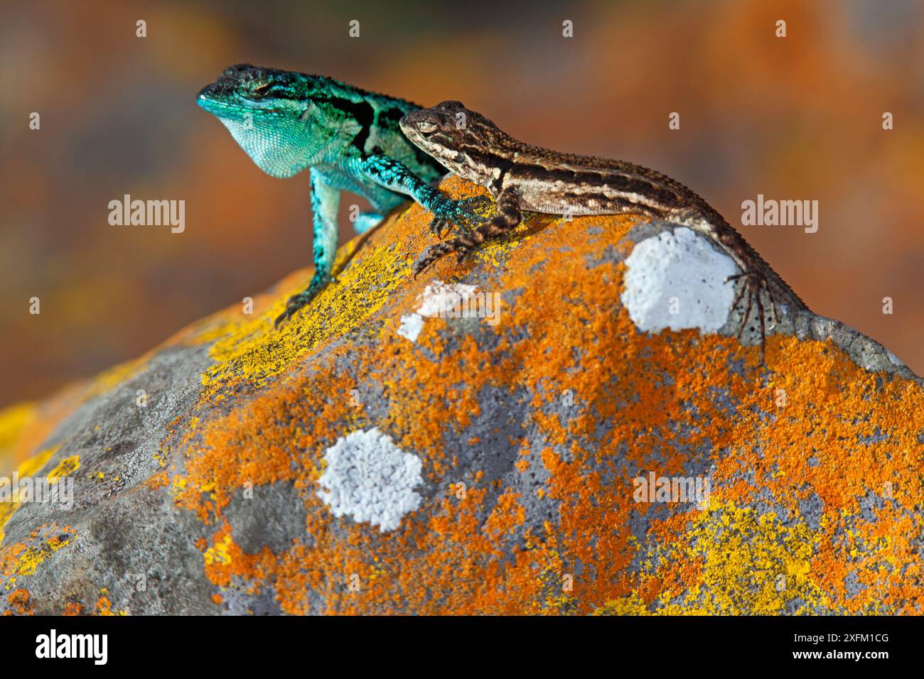 Clarion Lizard (Urosaurus clarionensis) displaying, IUCN Vulnerable ...