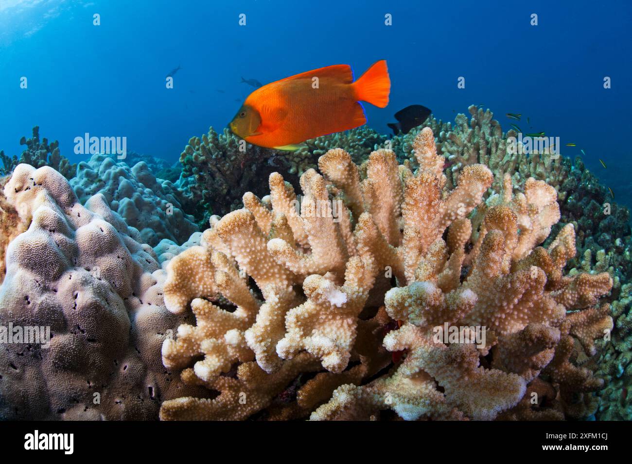 Clarion Angelfish (Holacanthus clarionensis) and coral, IUCN Vulnerable ...