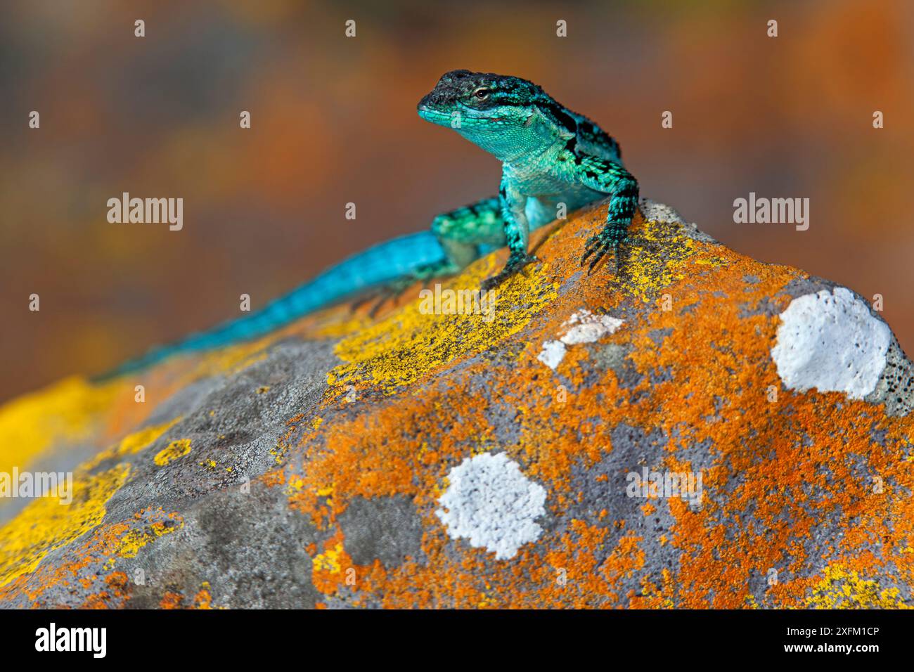 Clarion Lizard (Urosaurus clarionensis), IUCN Vulnerable, Clarion ...
