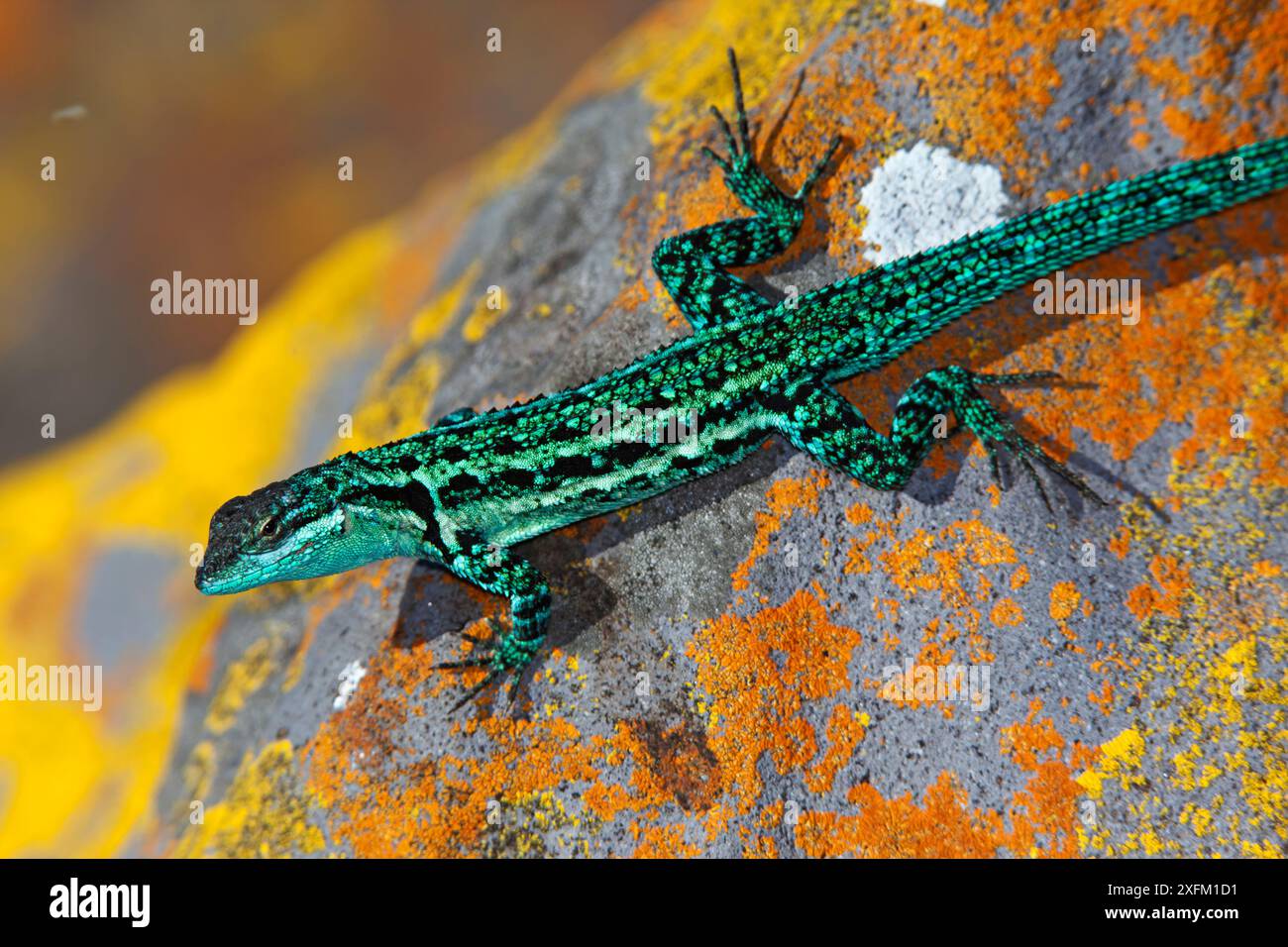 Clarion Lizard (Urosaurus clarionensis), IUCN Vulnerable, Clarion ...